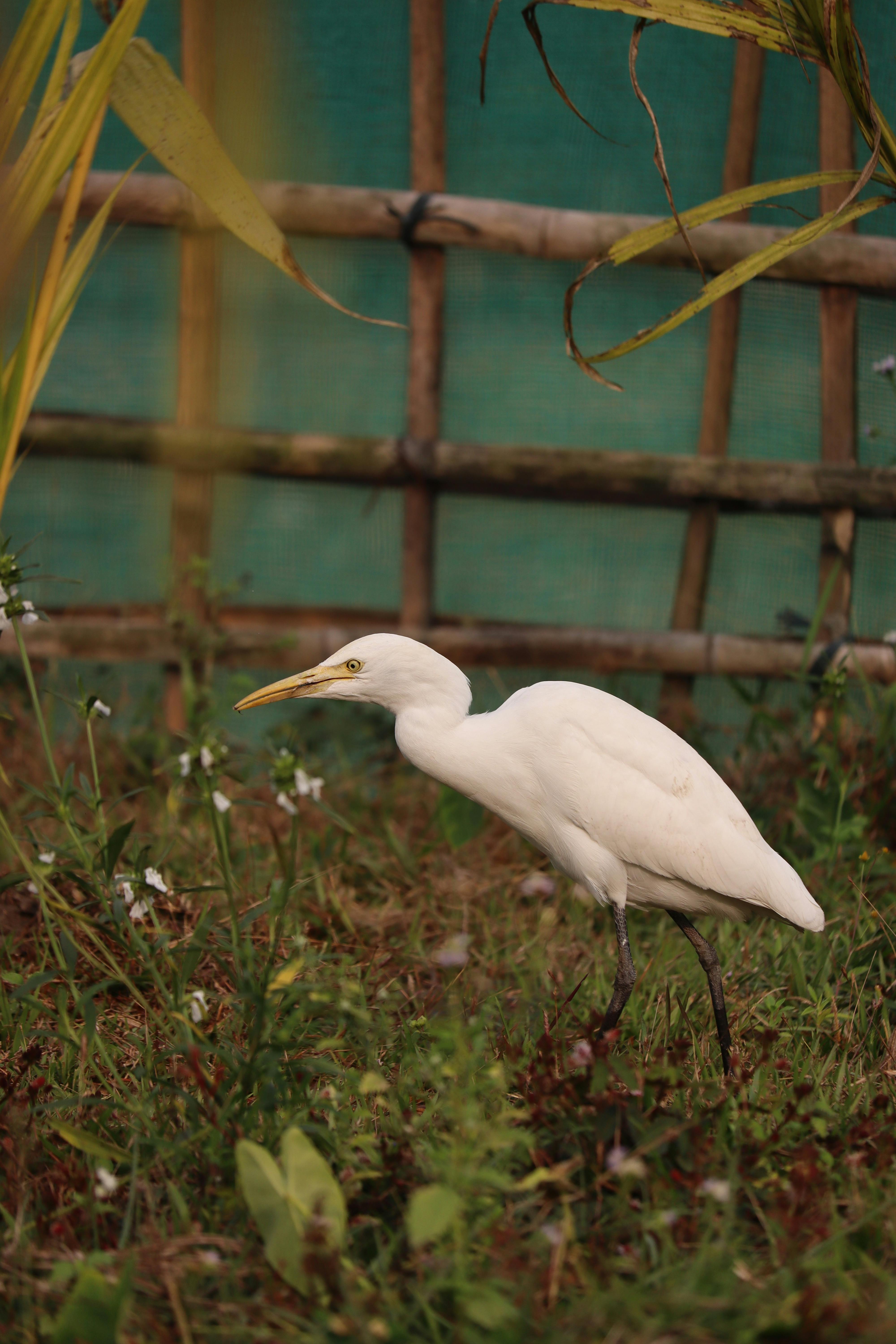Bird Closeup Photos, Download The BEST Free Bird Closeup Stock Photos ...