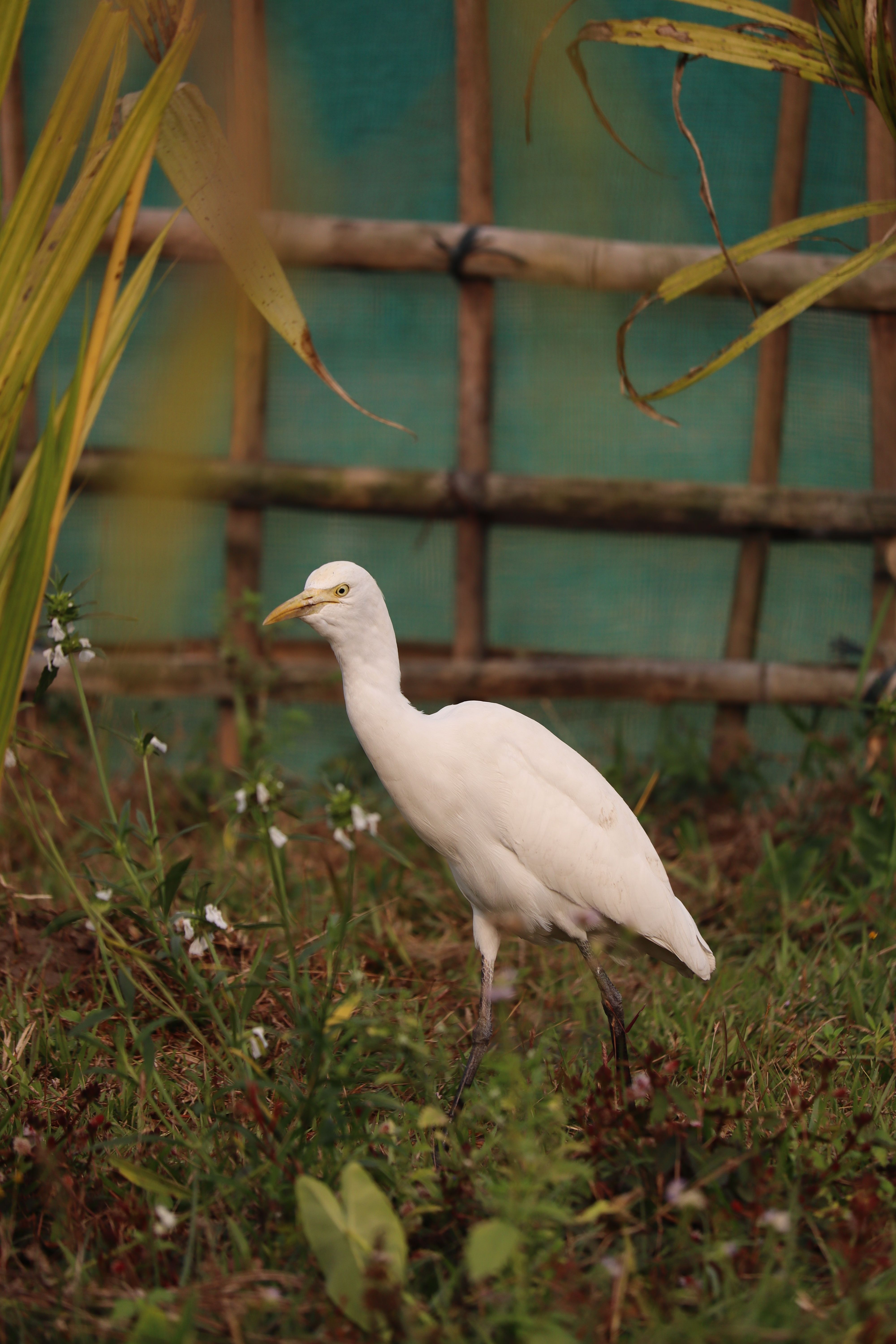 An Egret in a Garden · Free Stock Photo