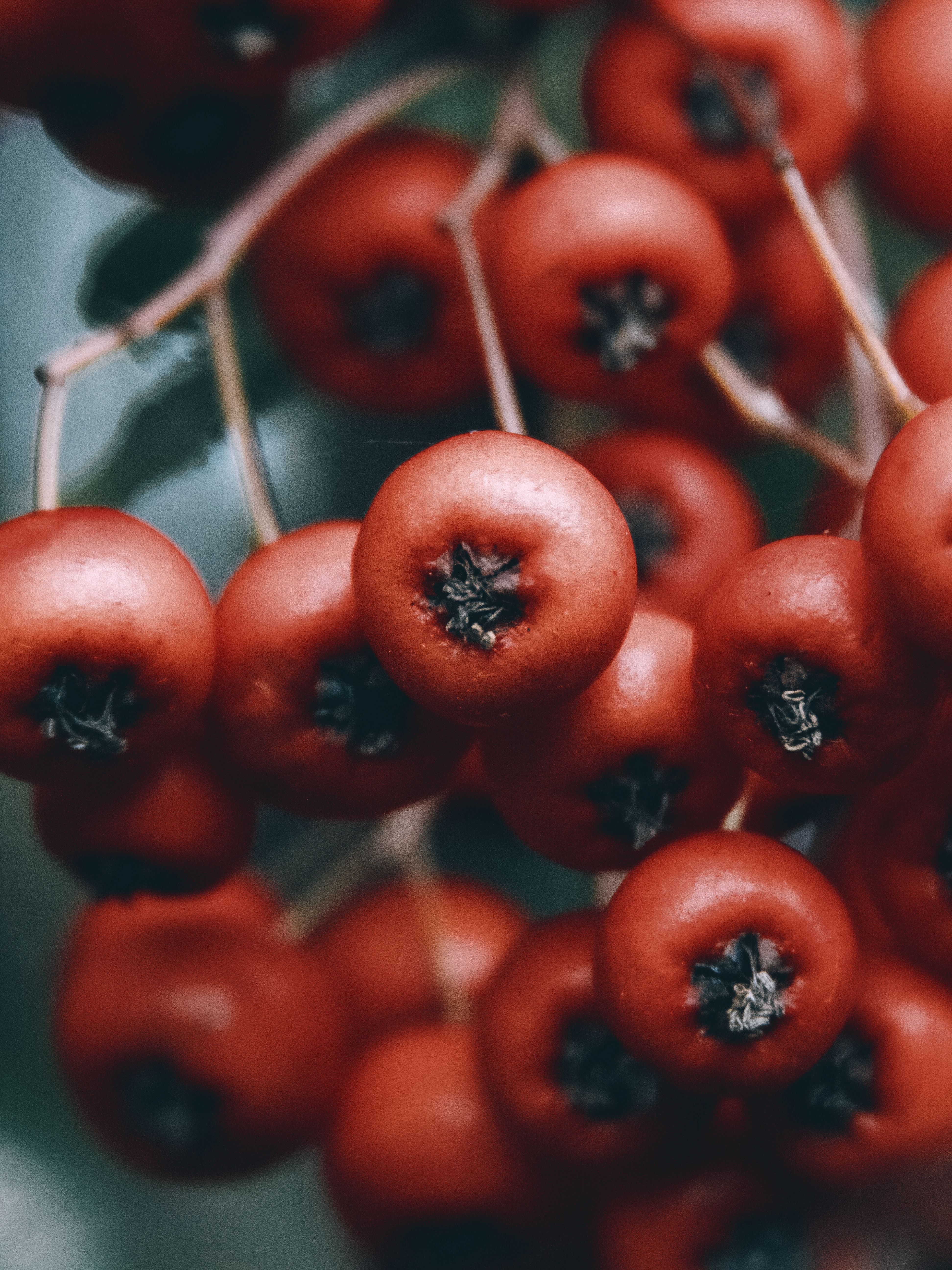 Close up of Red Berries · Free Stock Photo