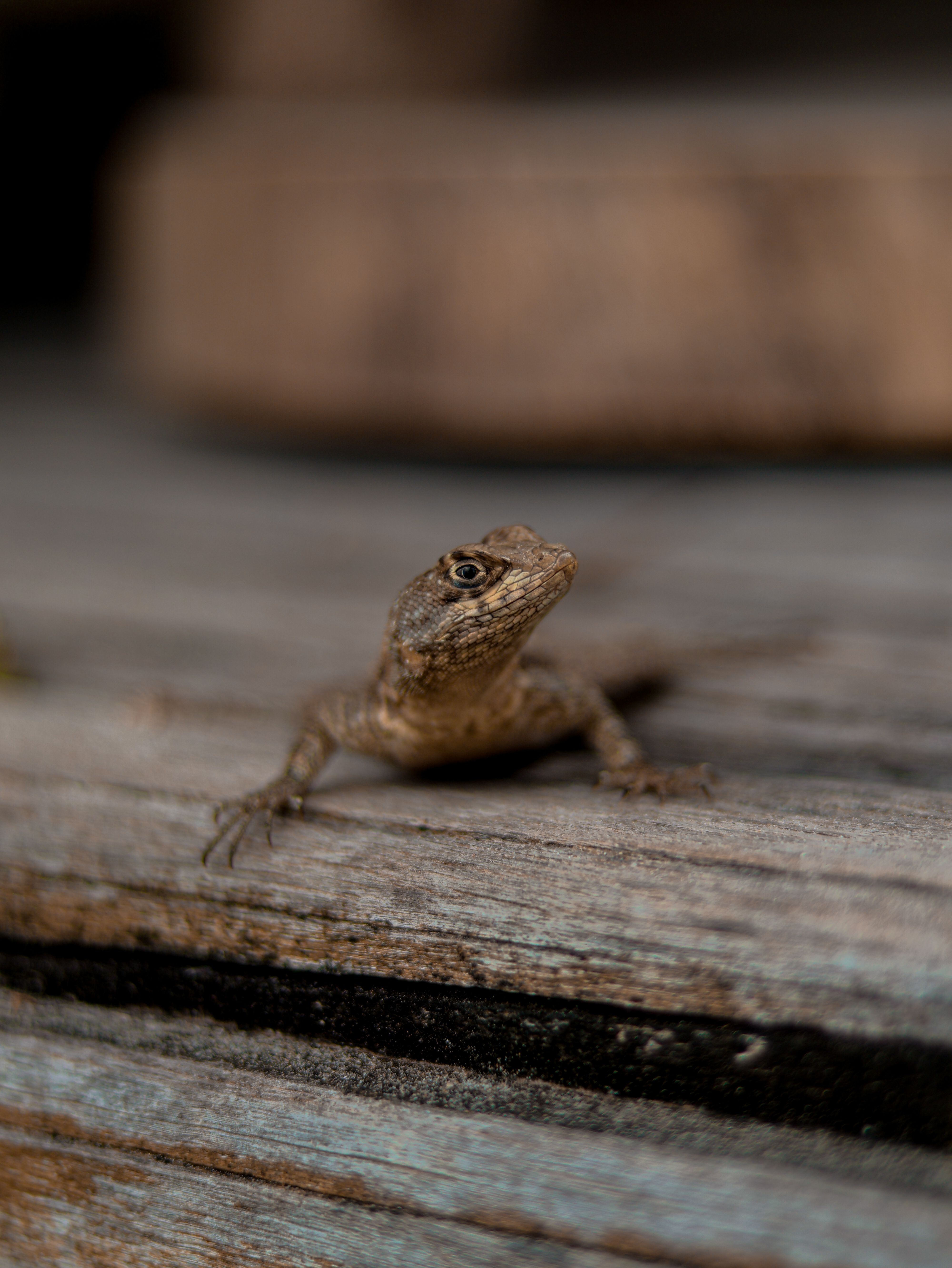 Small Lizard Lying on a Wooden Floor · Free Stock Photo