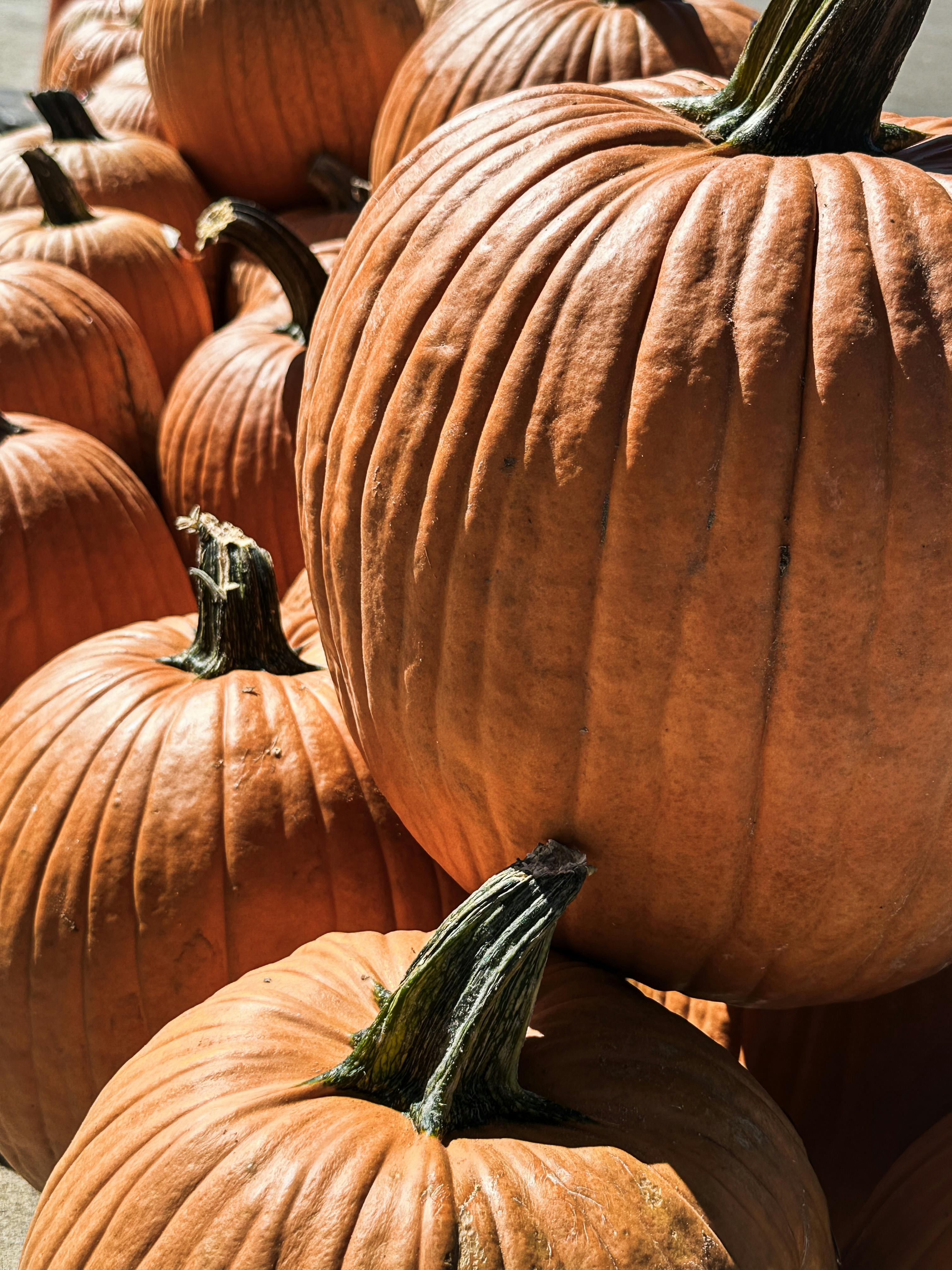 Orange Pumpkin Lot · Free Stock Photo