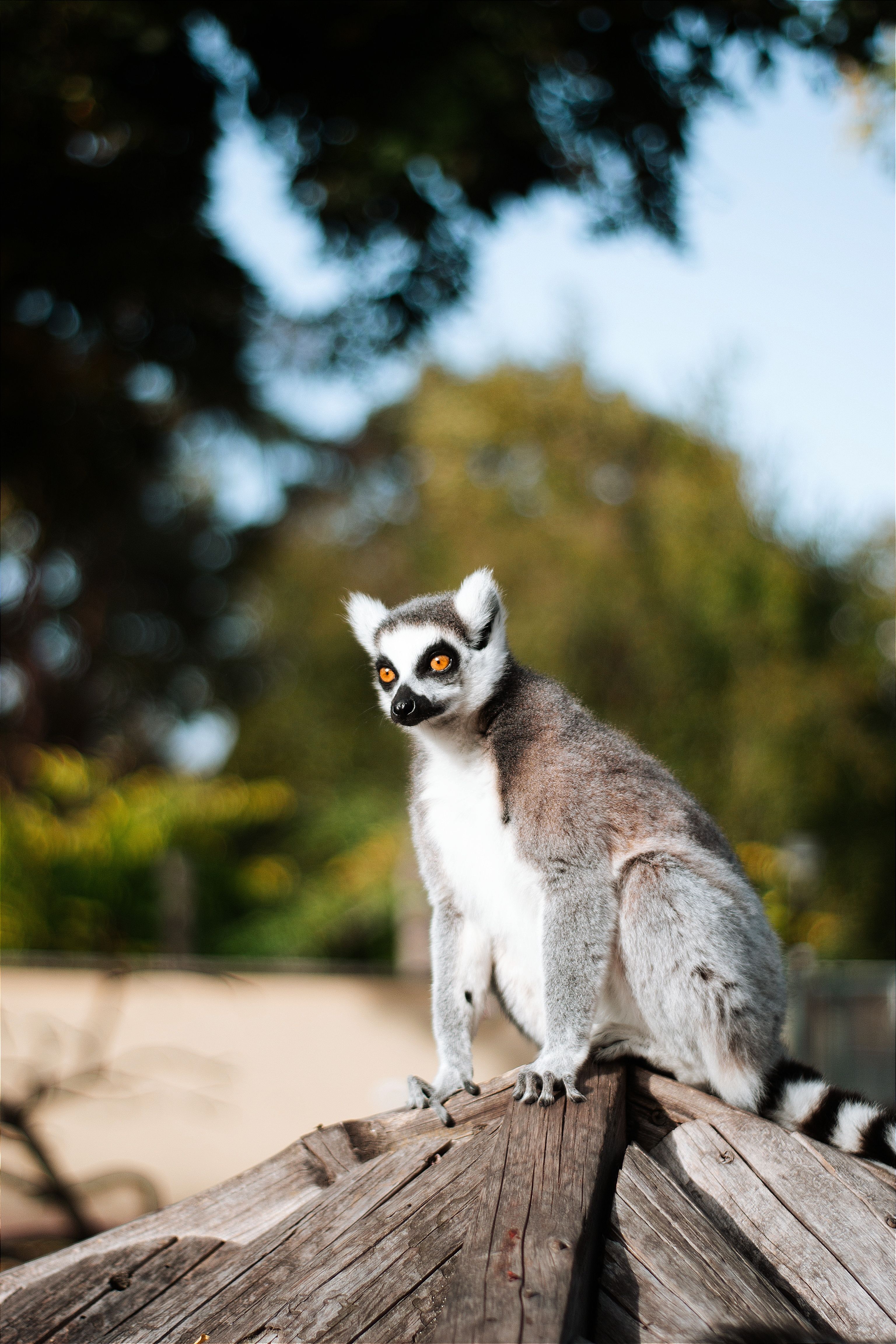 Lemur on Wooden Railings · Free Stock Photo