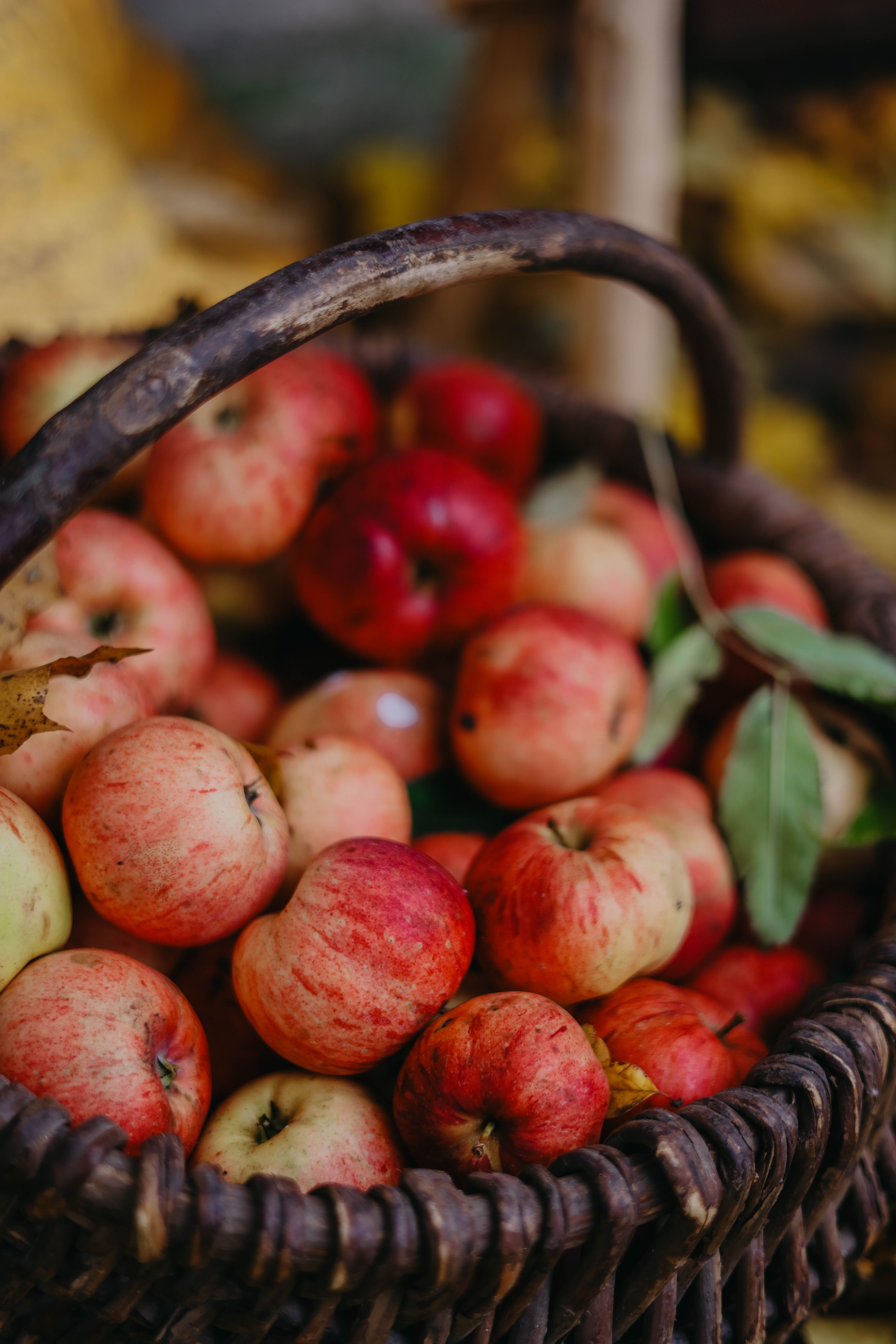 Foto stok gratis tentang agrikultura, alami, apel, apel merah, banyak ...