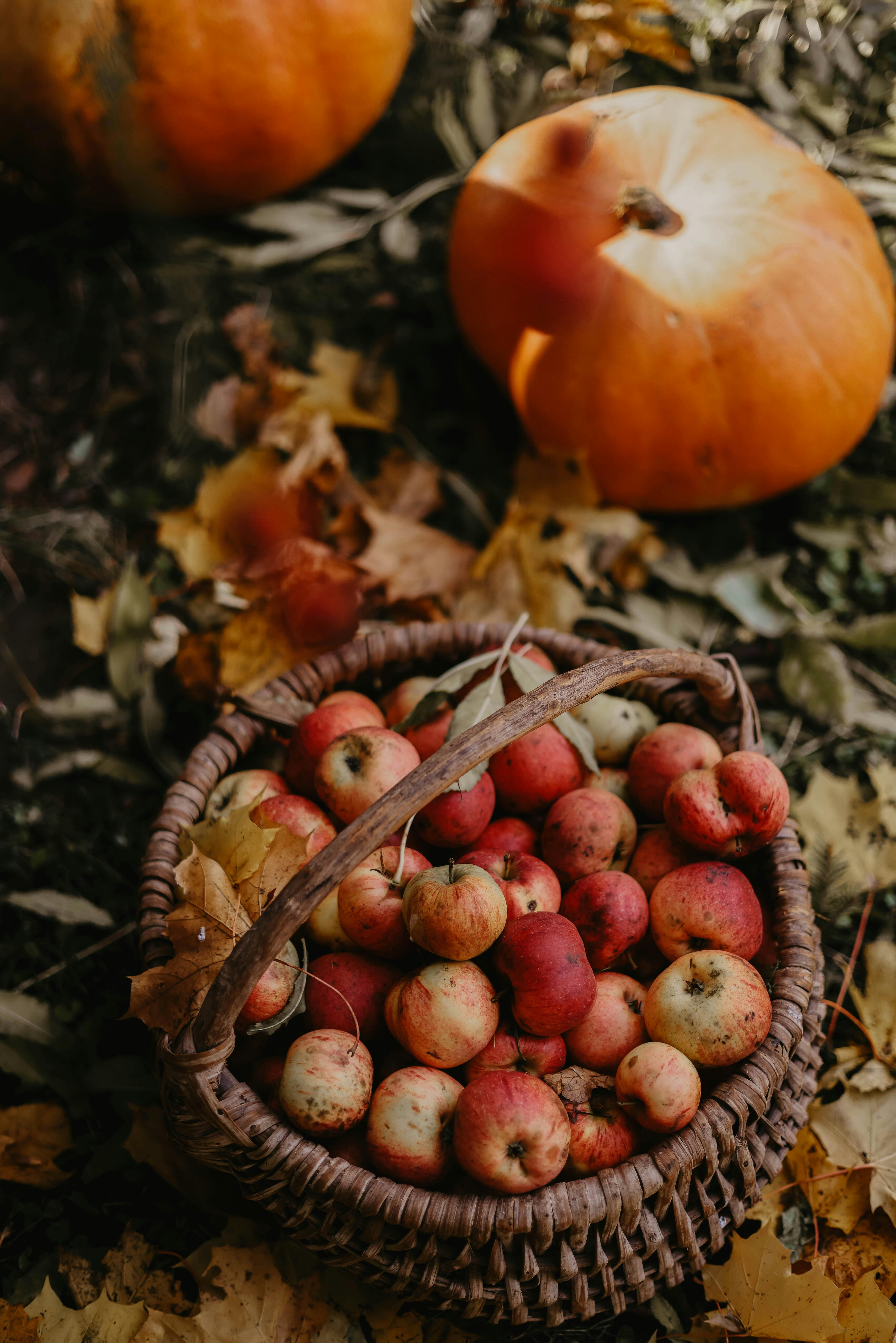 Basket of Apples and Pumpkins · Free Stock Photo