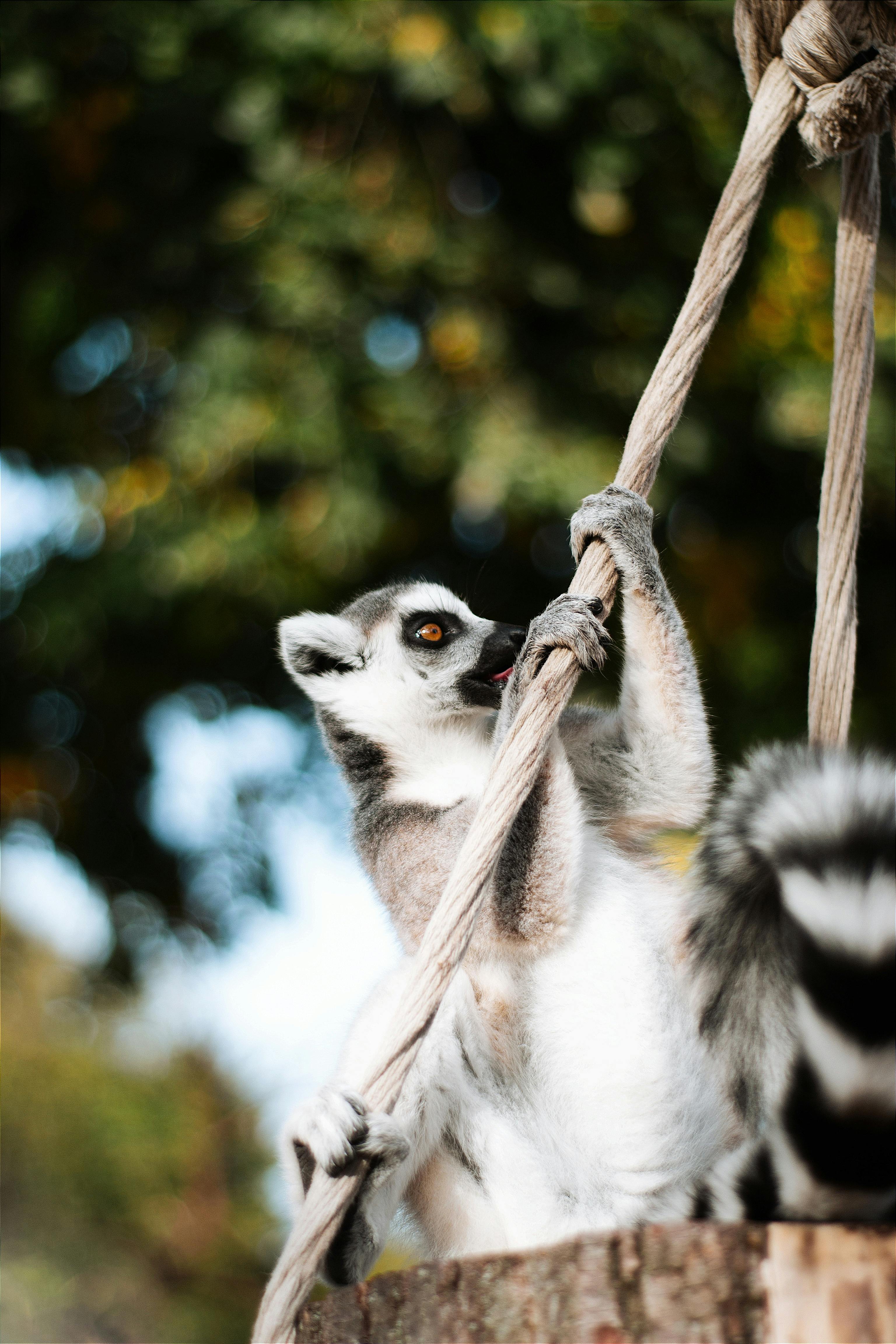 Ring-Tailed Lemur Climbing on a Rope · Free Stock Photo