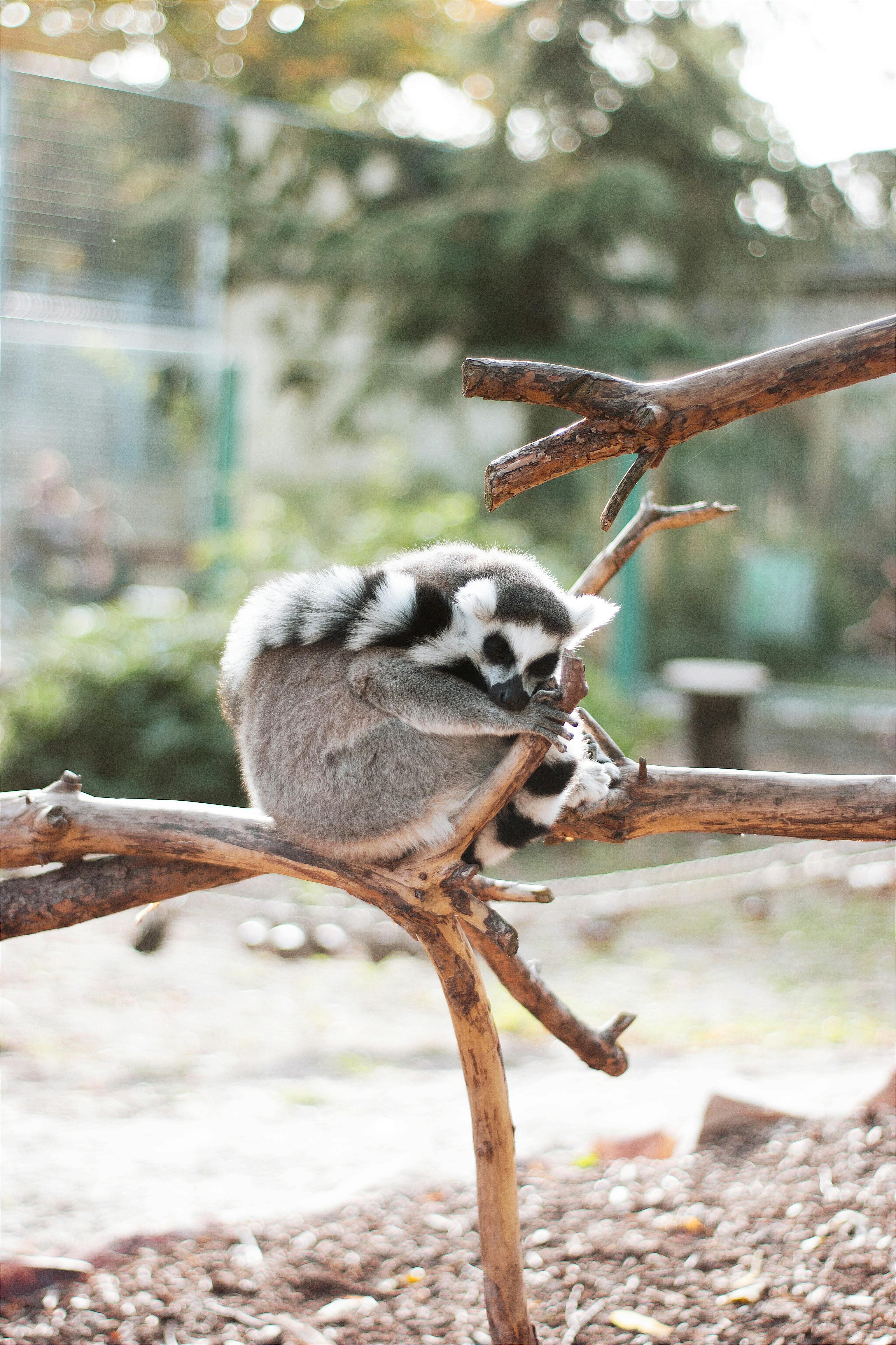 Alligator Playing Photos, Download The BEST Free Alligator Playing ...