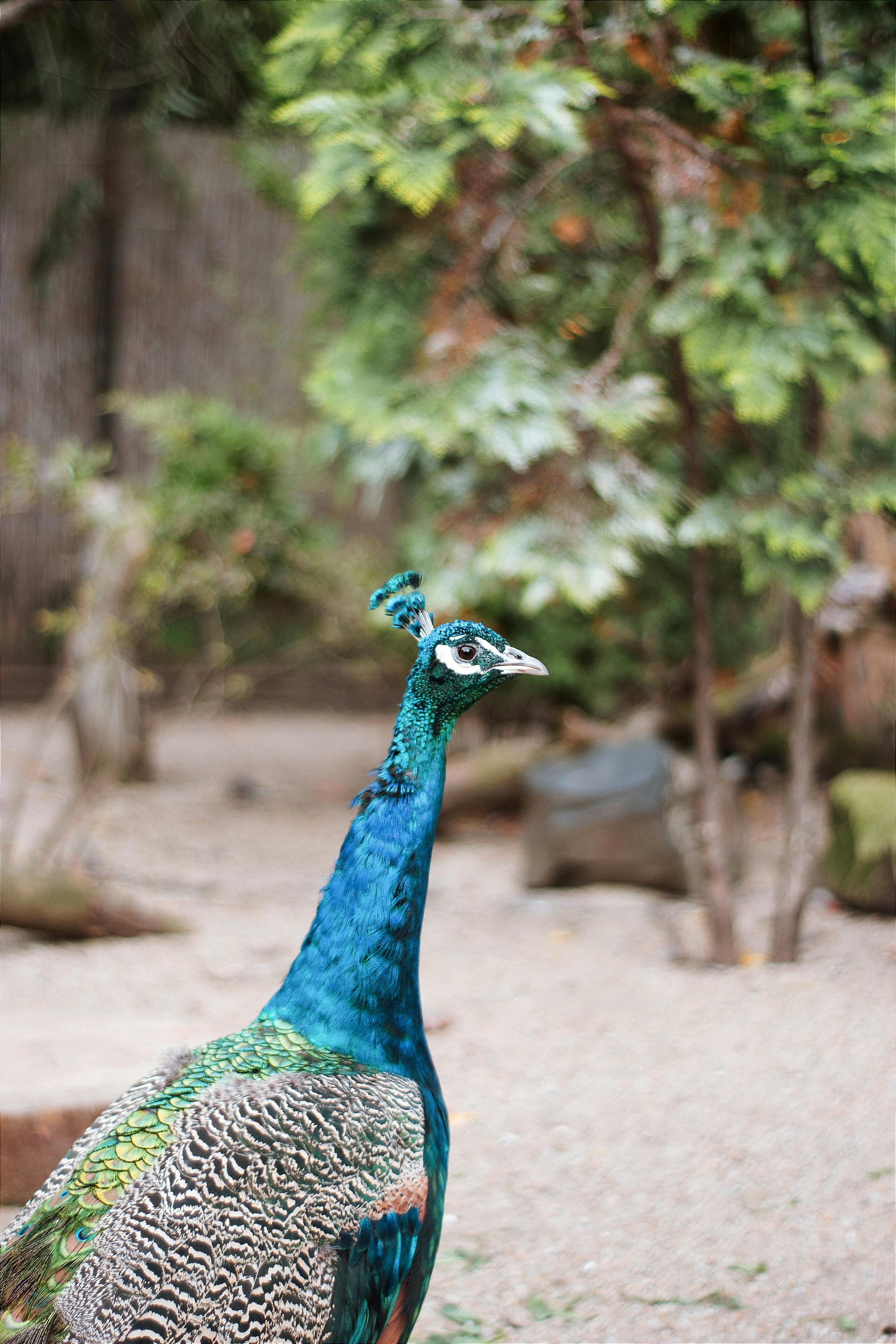 Blue and Brown Peacock · Free Stock Photo
