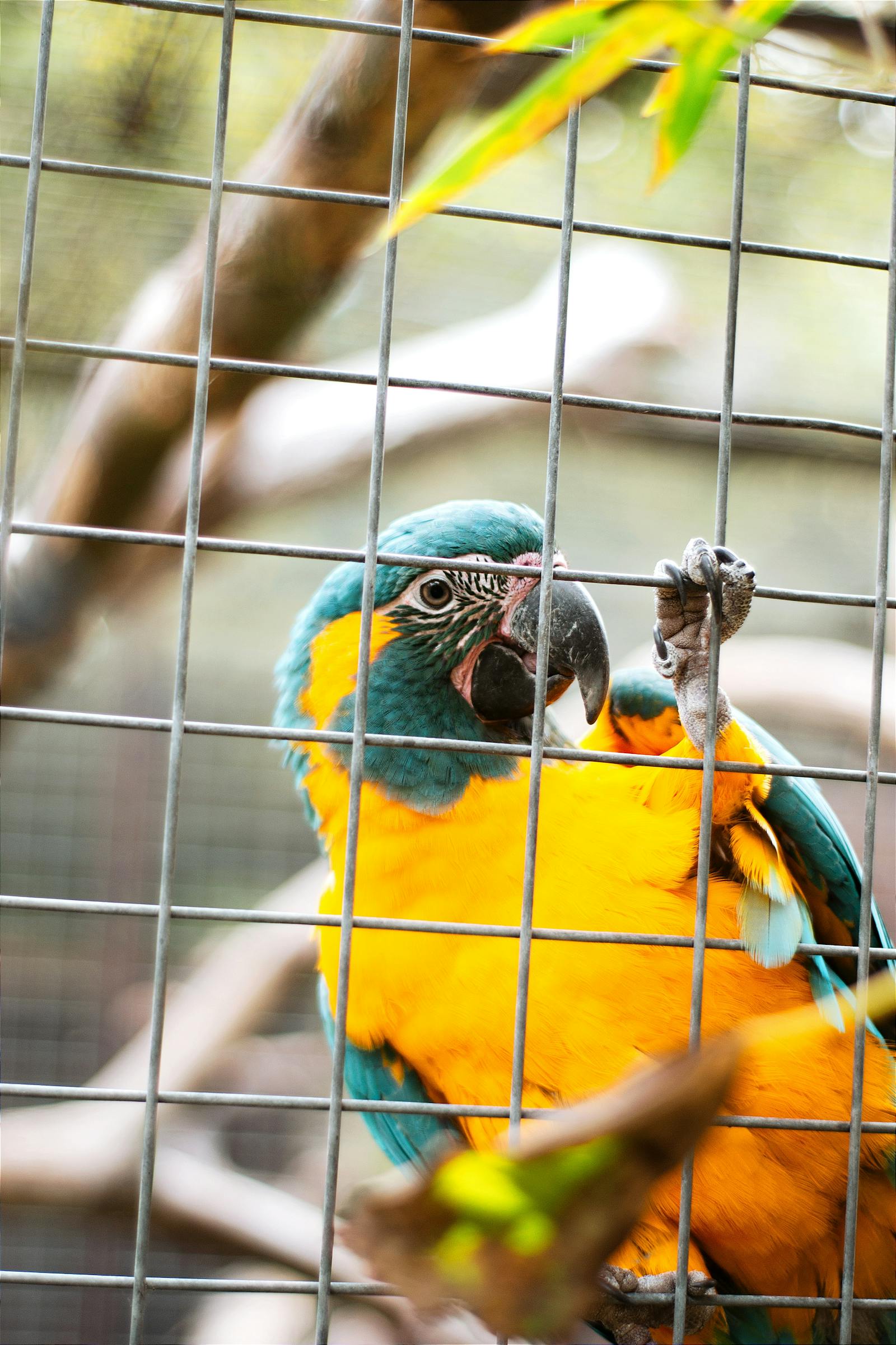 Parrot In Cage Photos, Download The BEST Free Parrot In Cage Stock ...