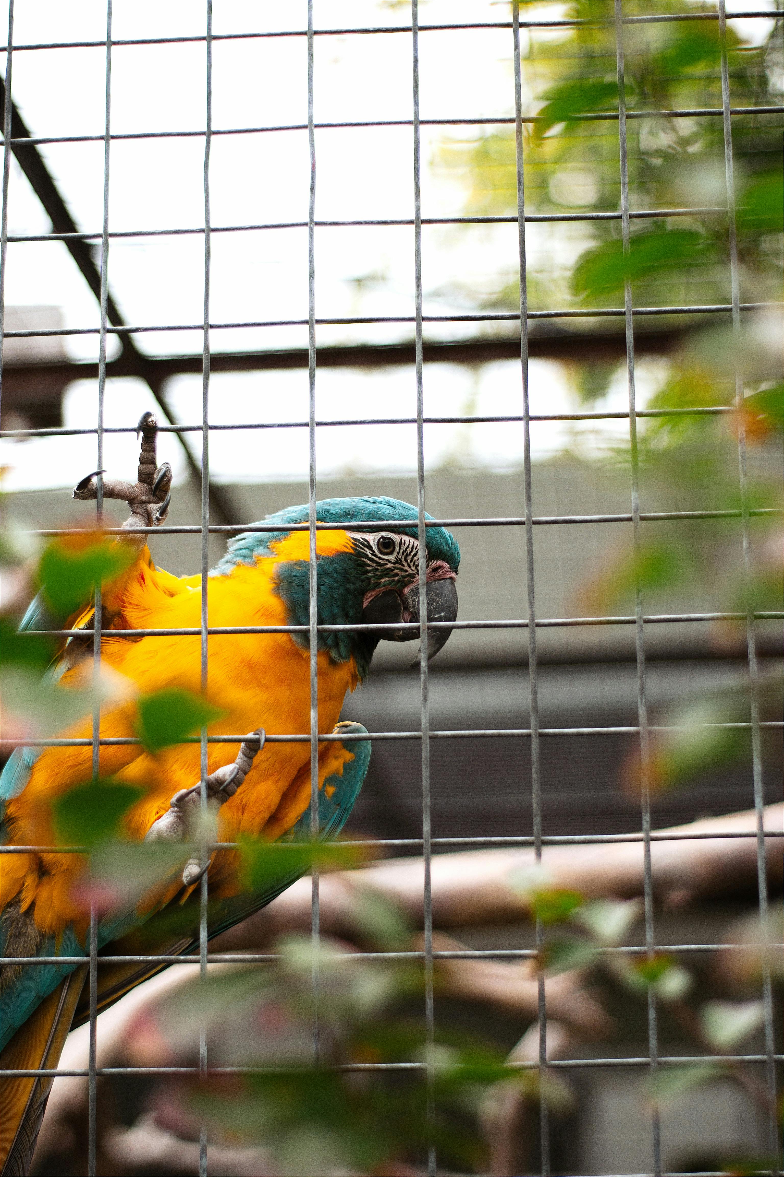 Parrot in Cage in Zoo · Free Stock Photo