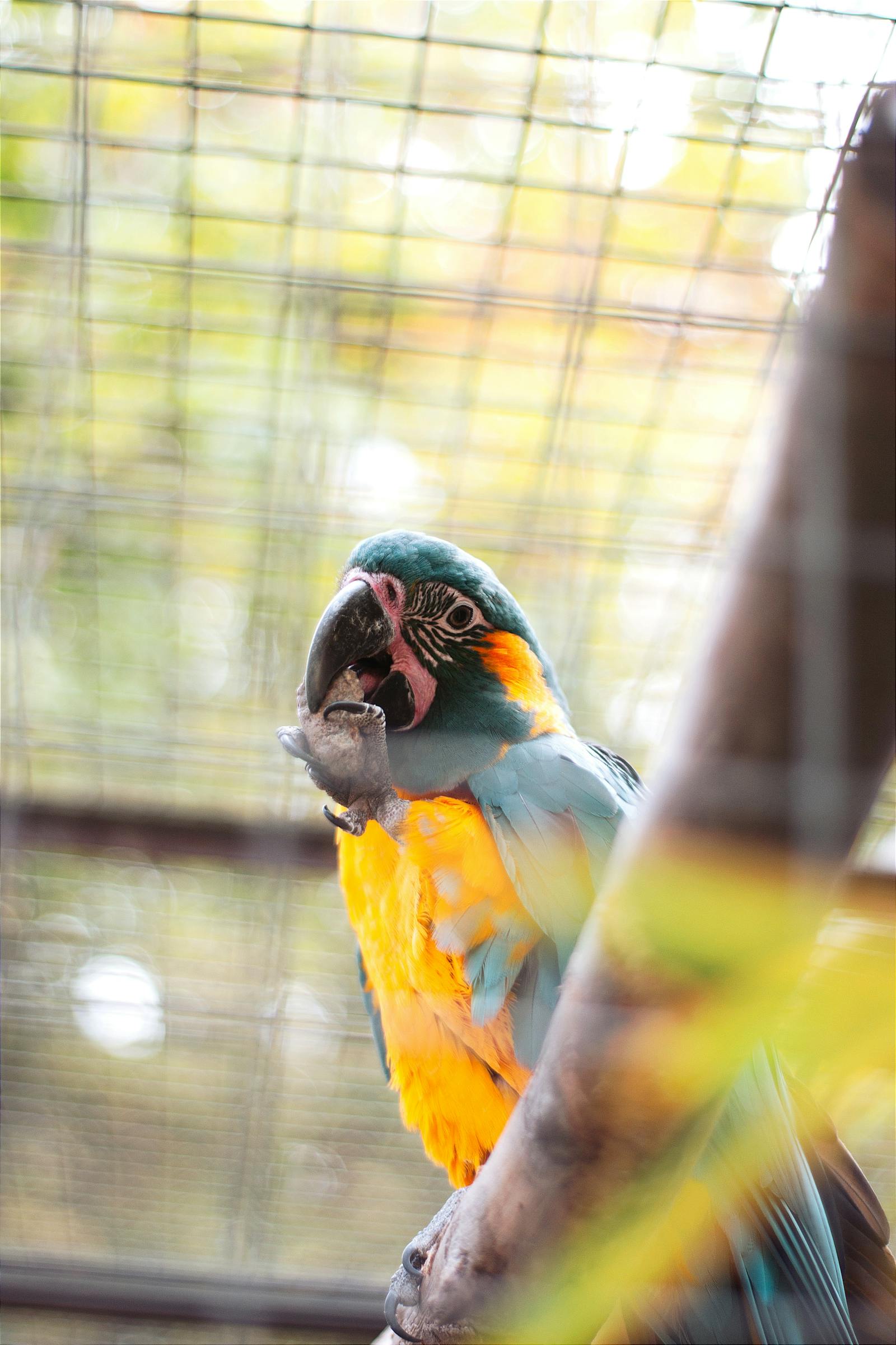 Parrot In A Cage Photos, Download The BEST Free Parrot In A Cage Stock ...