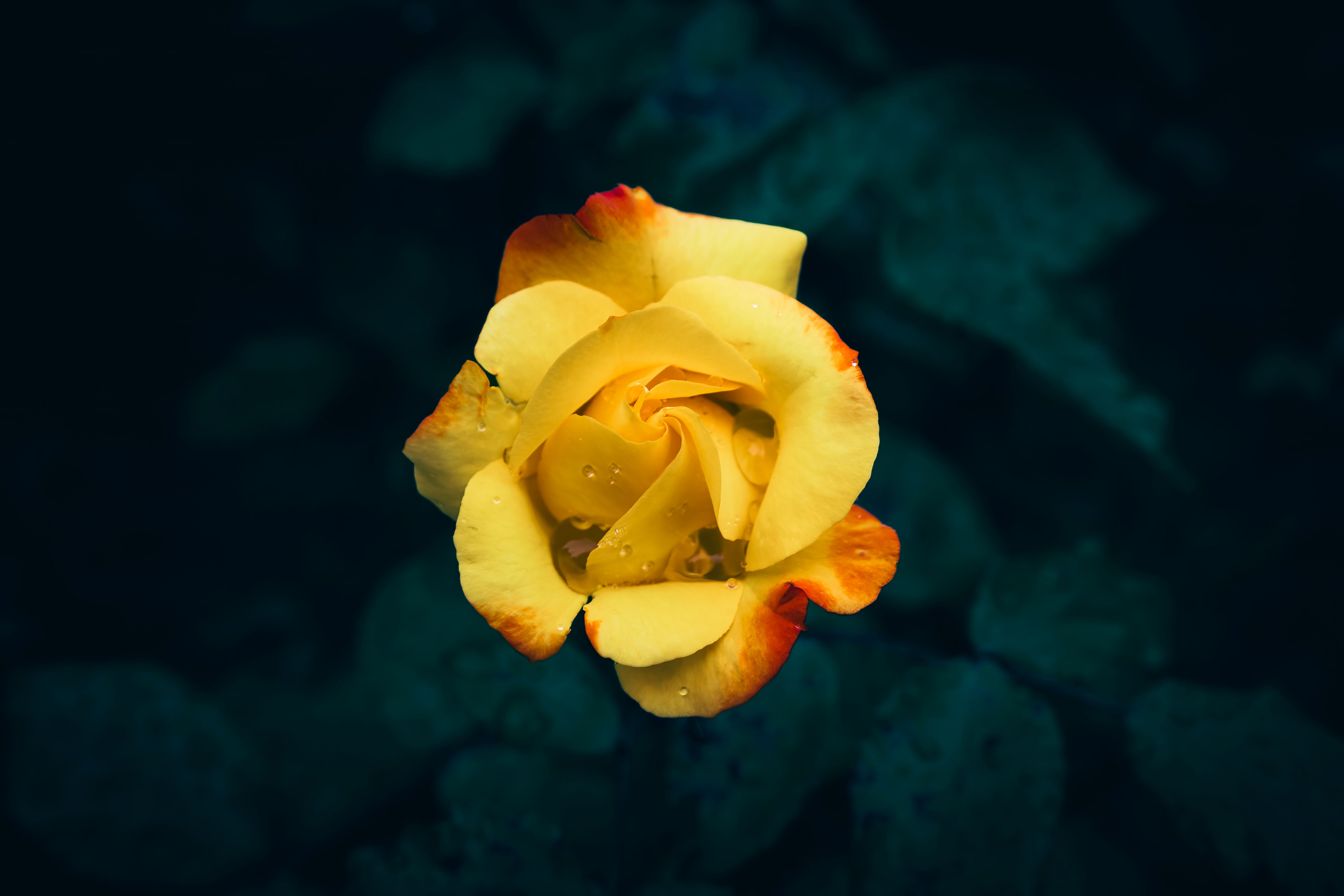 A close up of a yellow and red rose in bloom · Free Stock Photo