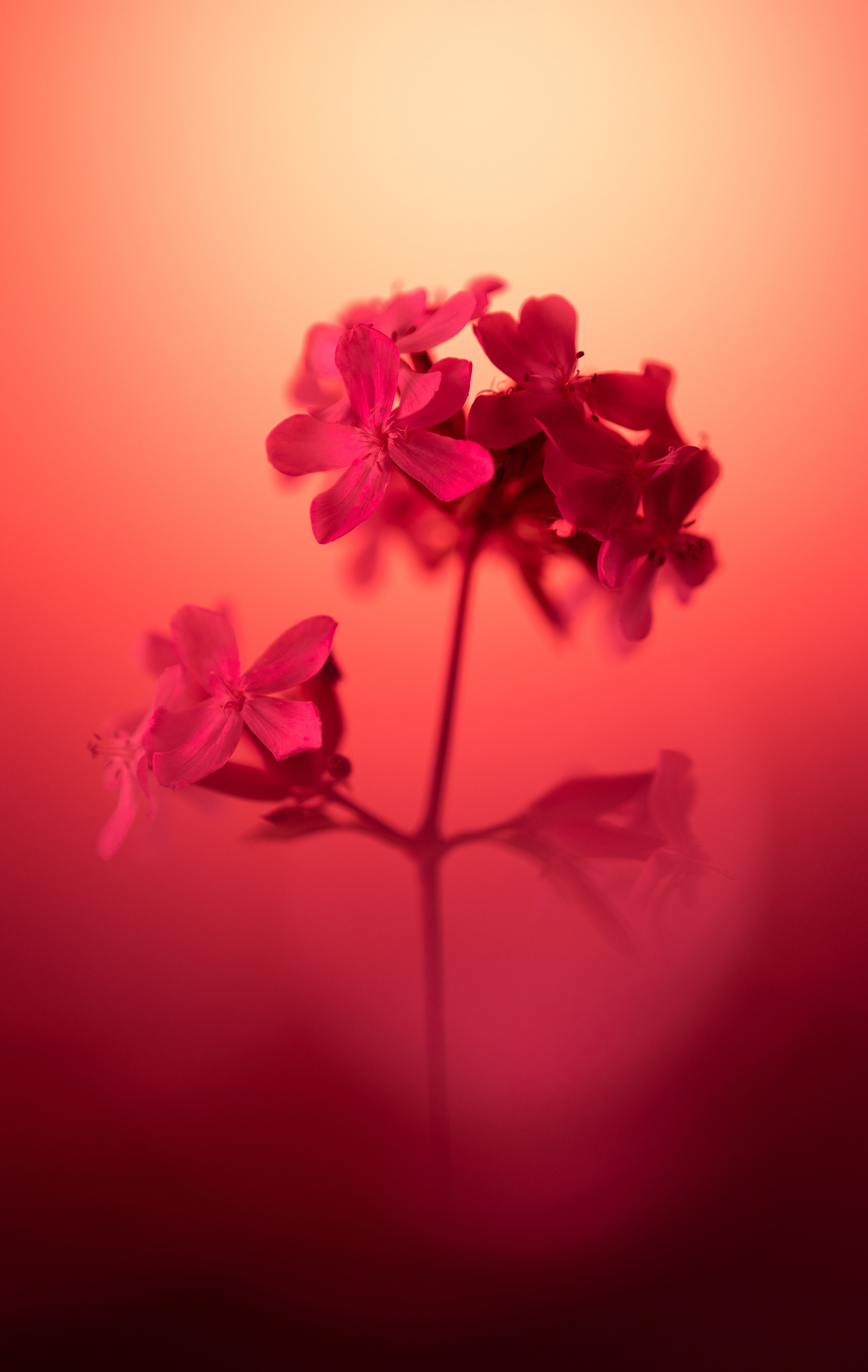 Red Orange Gradient Background Photos, Download The BEST Free Red ...