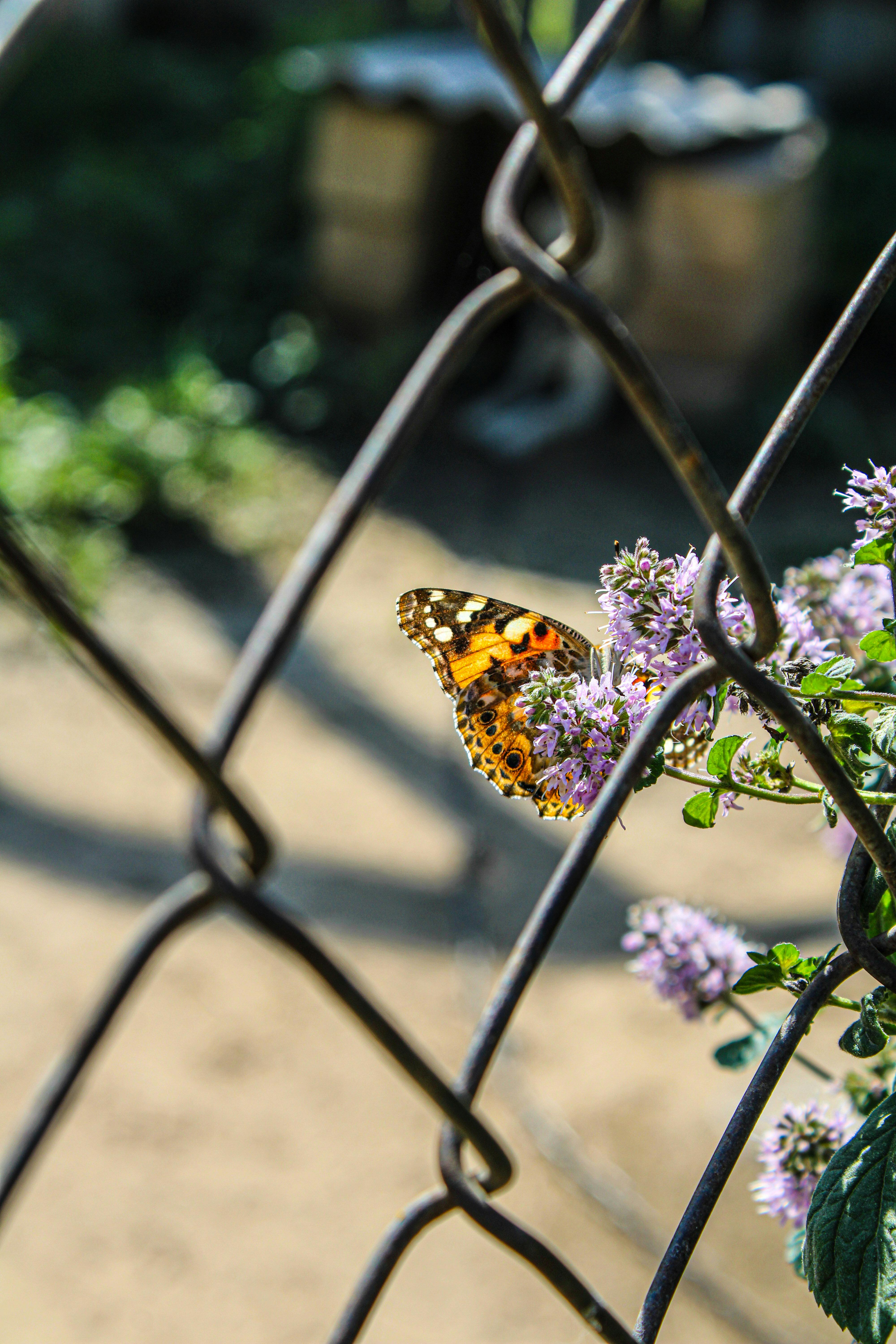 Mehin Qehremanzade - Photography