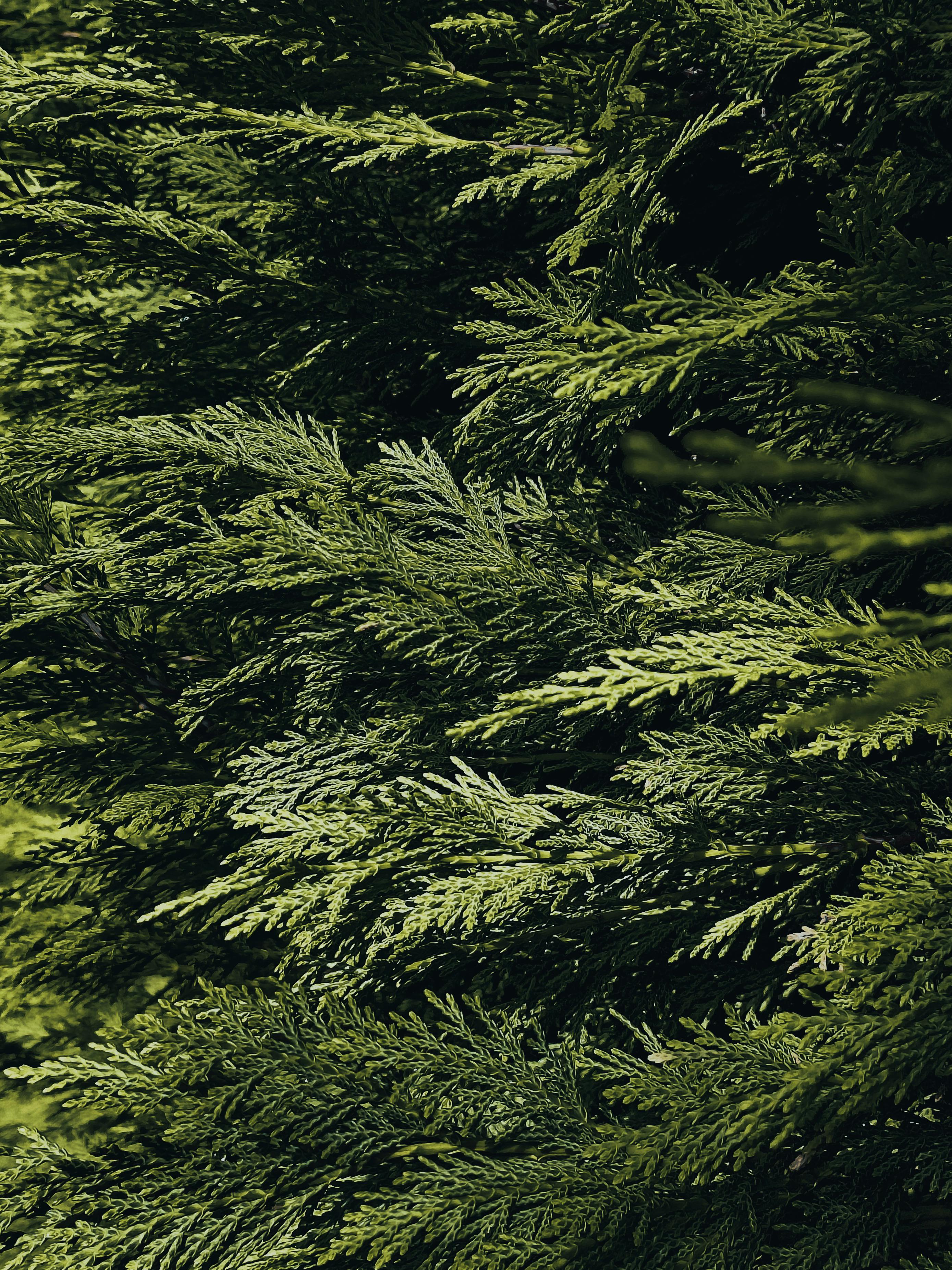 Green Twigs of Cedar Trees in Birmingham, England · Free Stock Photo