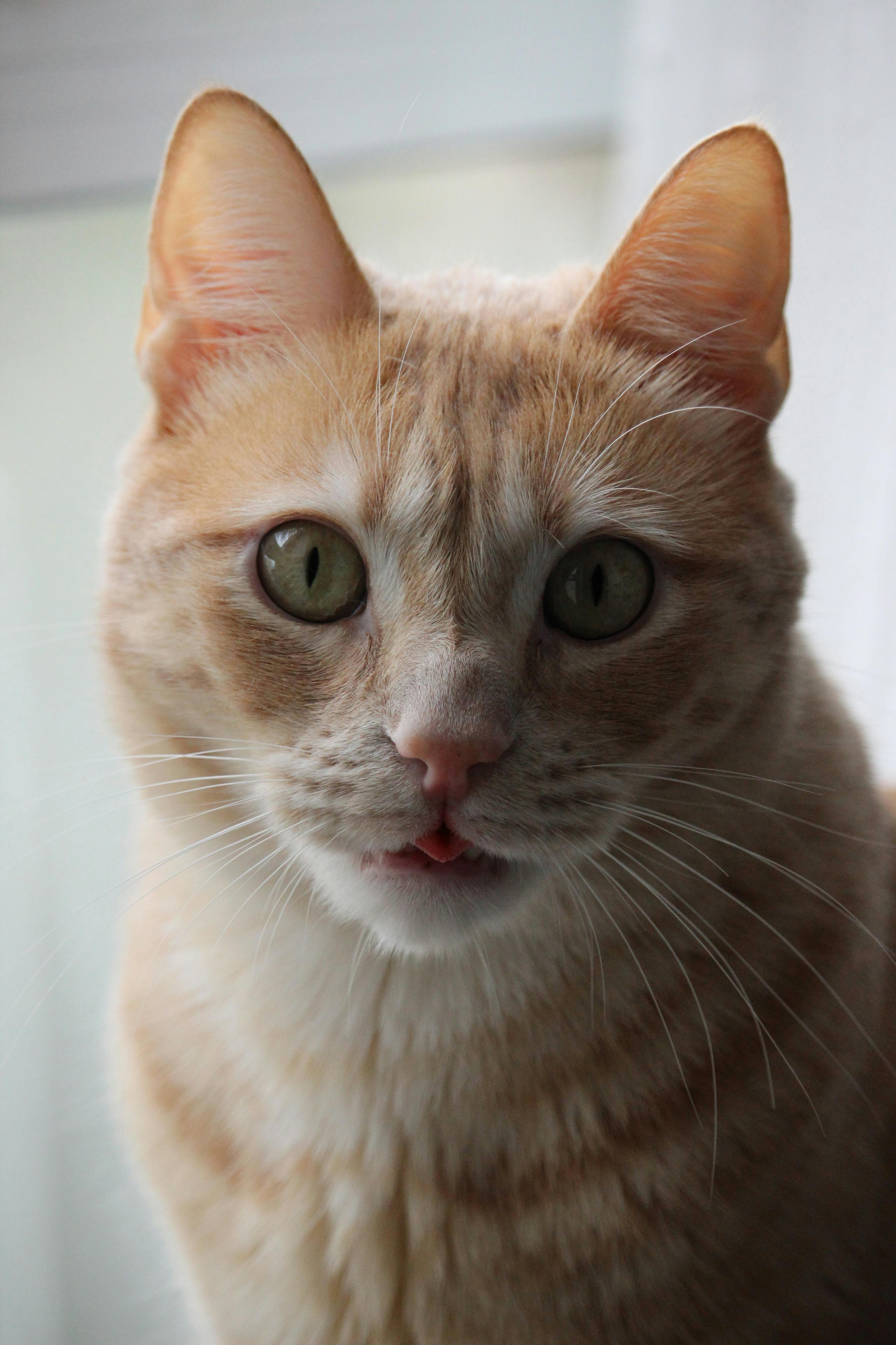 loki the cat · Free Stock Photo