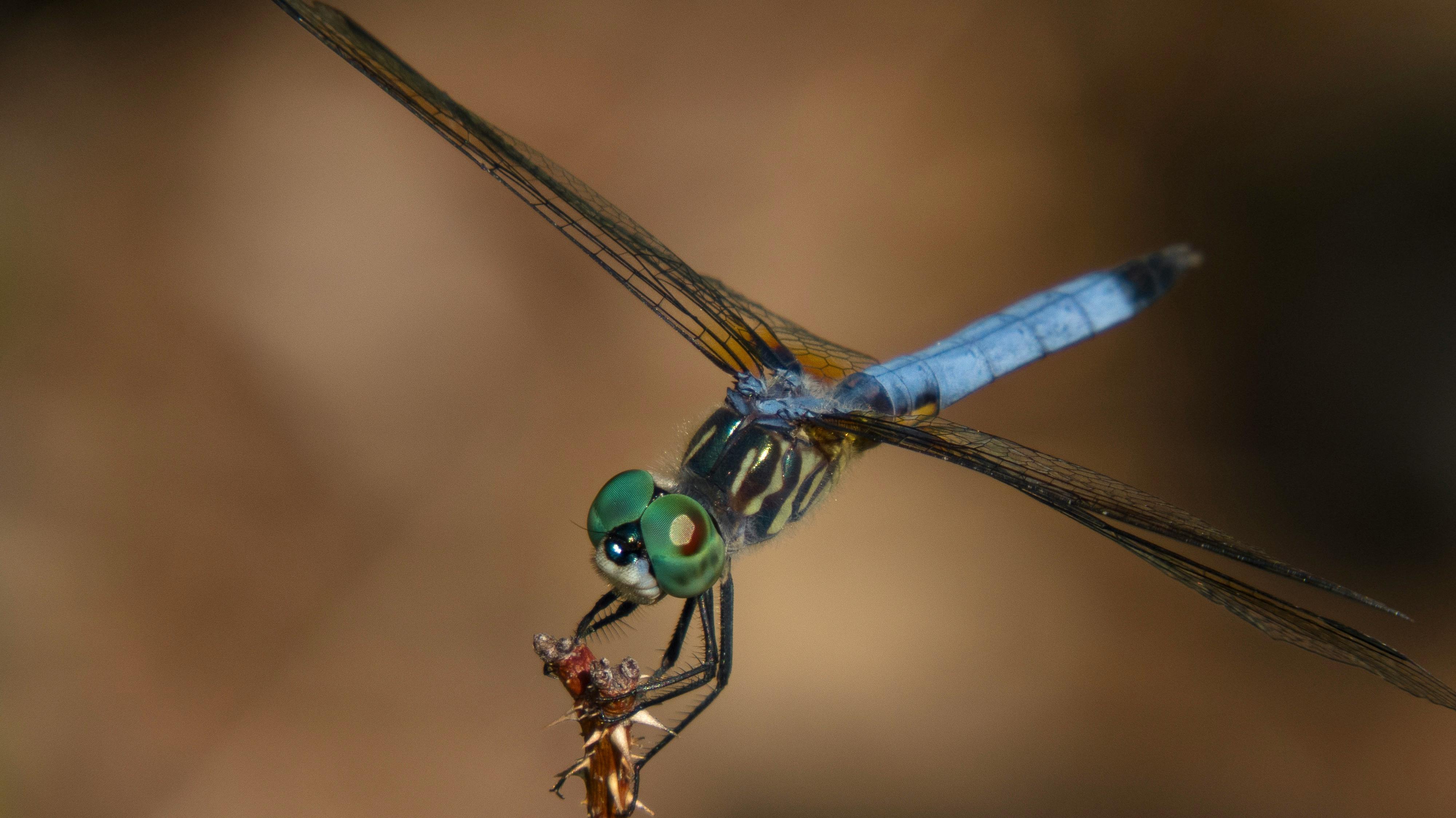 Dragon Fly Photos, Download The BEST Free Dragon Fly Stock Photos & HD ...
