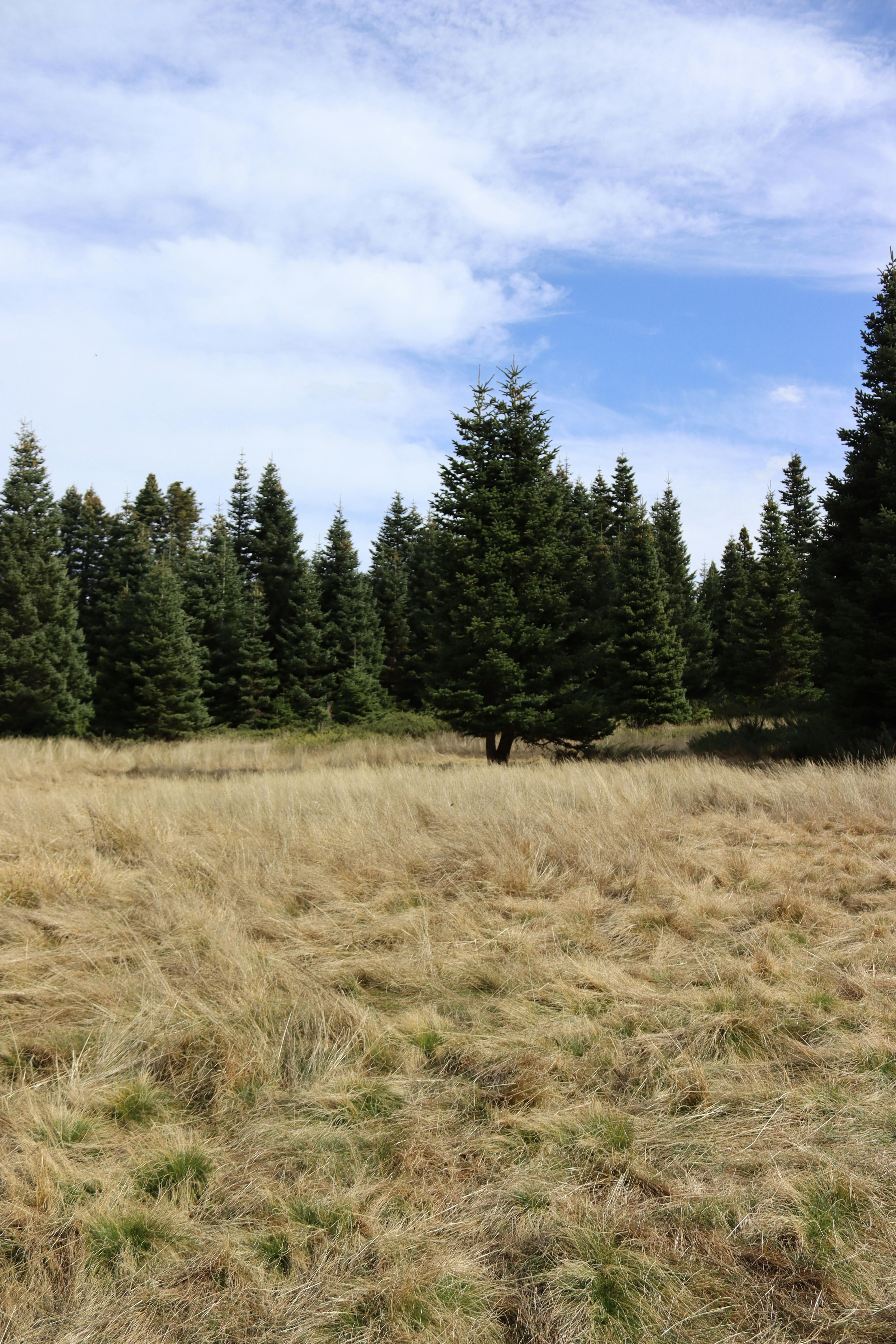 A field with tall grass and pine trees · Free Stock Photo