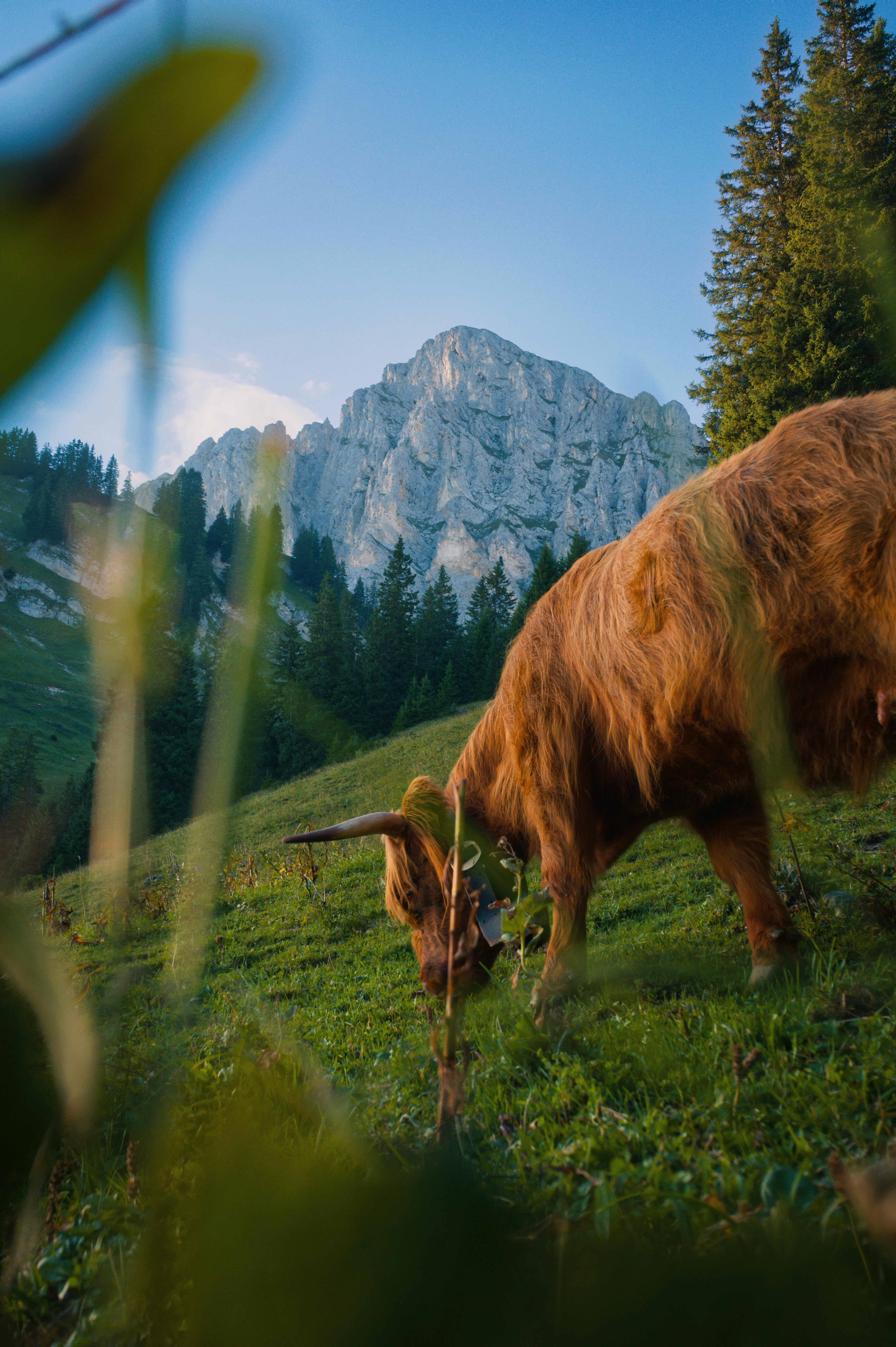 Cow Mining Photos, Download The BEST Free Cow Mining Stock Photos & HD ...