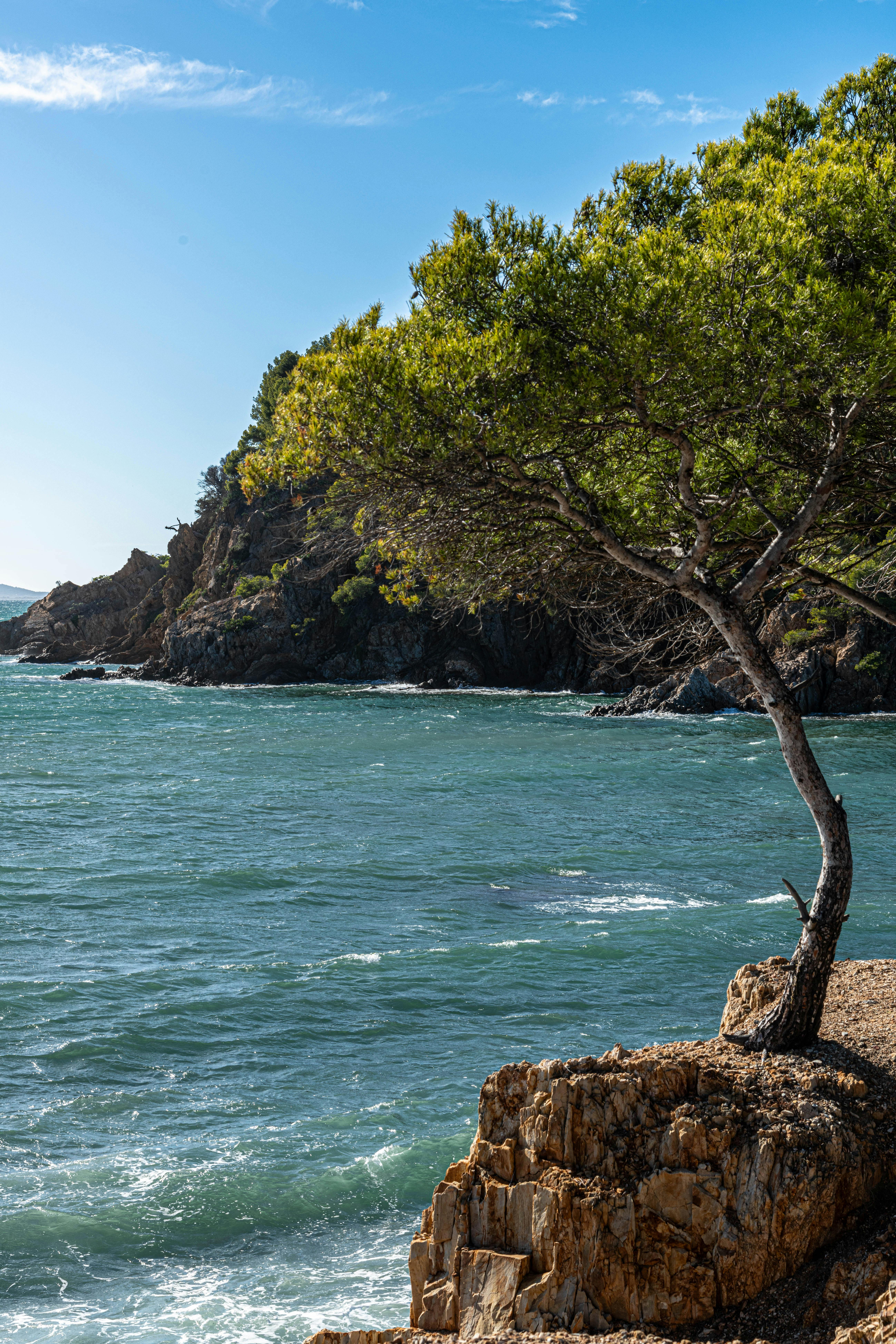 Tree Cove Photos, Download The BEST Free Tree Cove Stock Photos & HD Images
