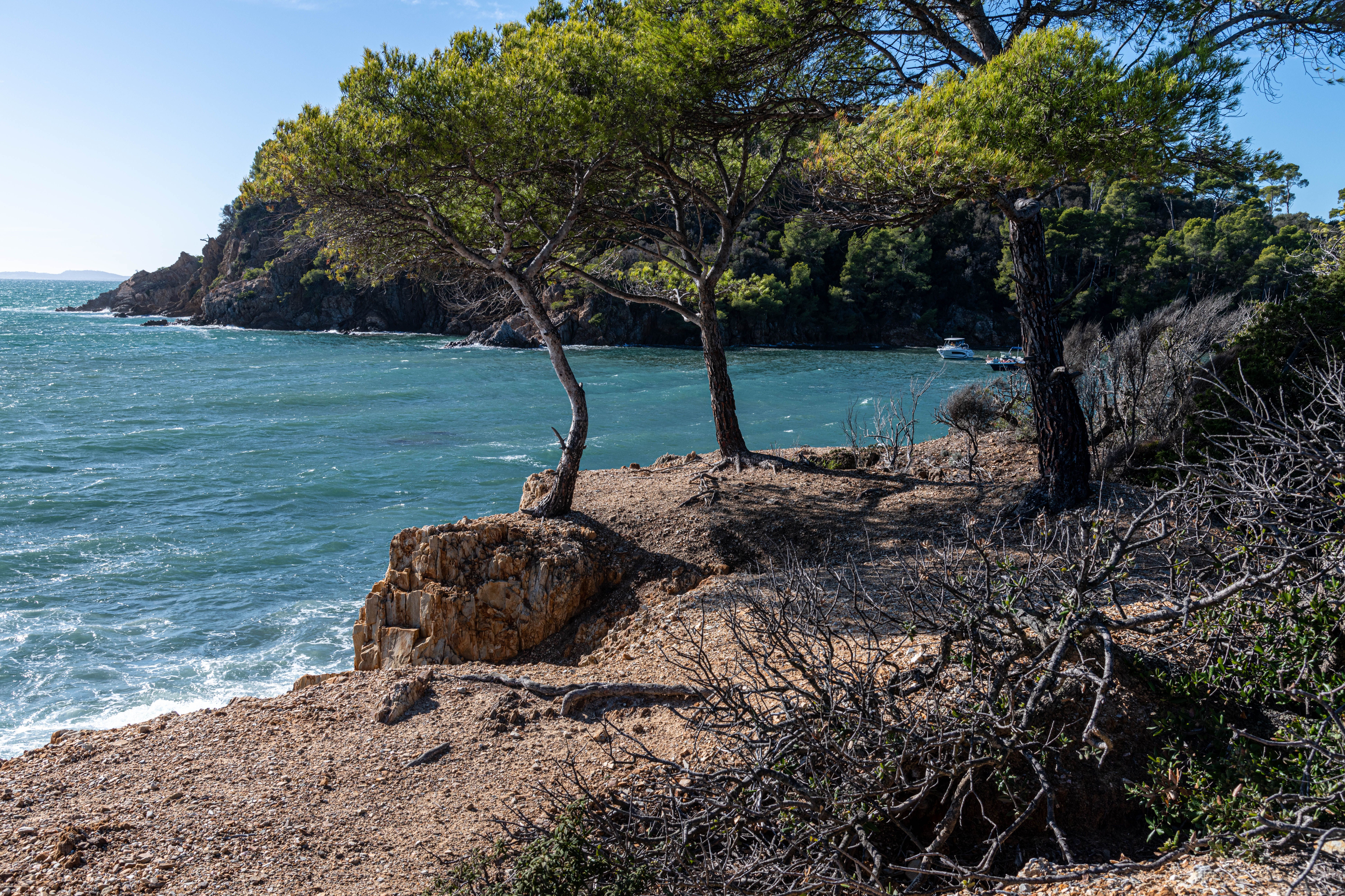 Trees on the Rocky Shore of the Ocean · Free Stock Photo