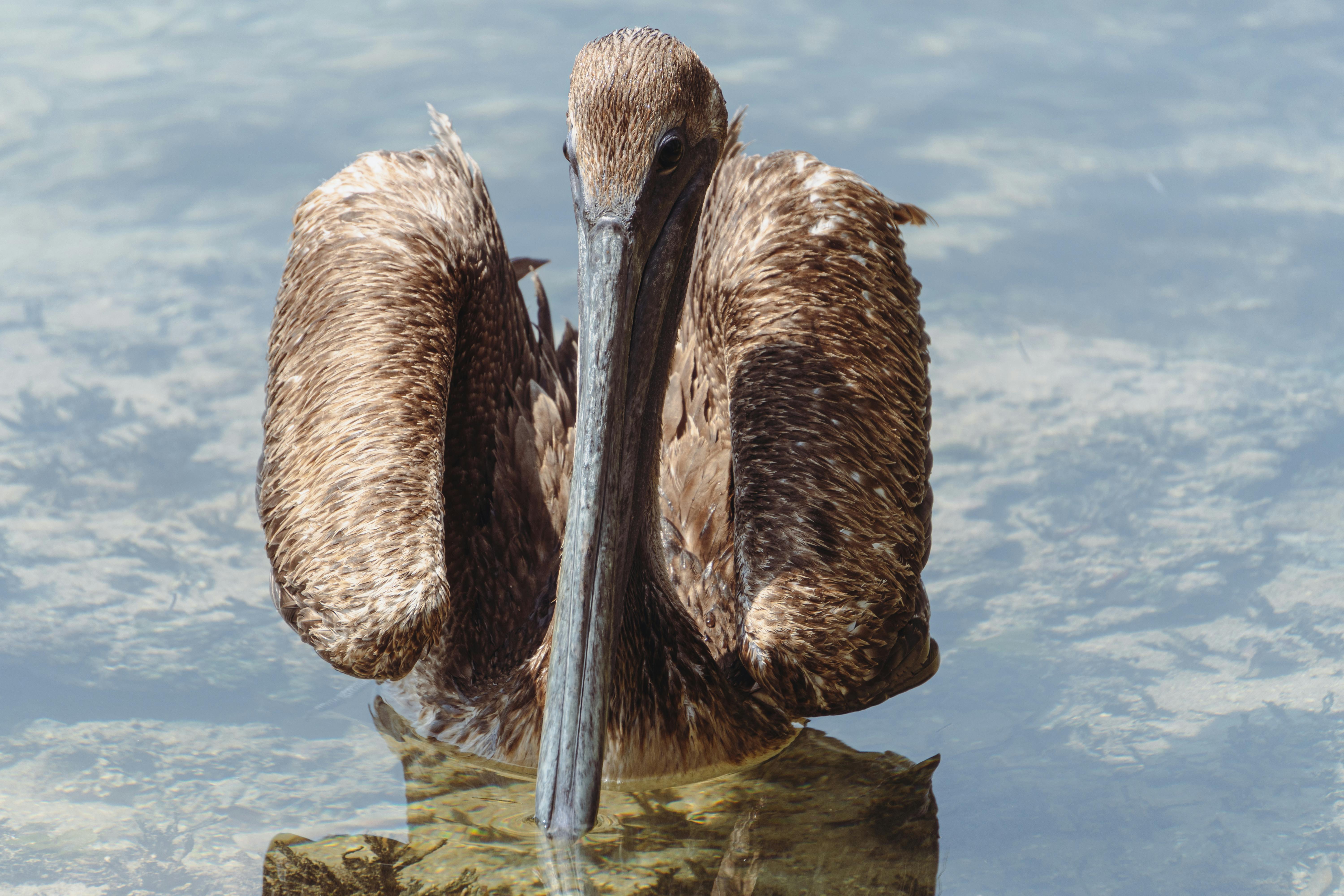Side View of an Eastern Bluebird · Free Stock Photo