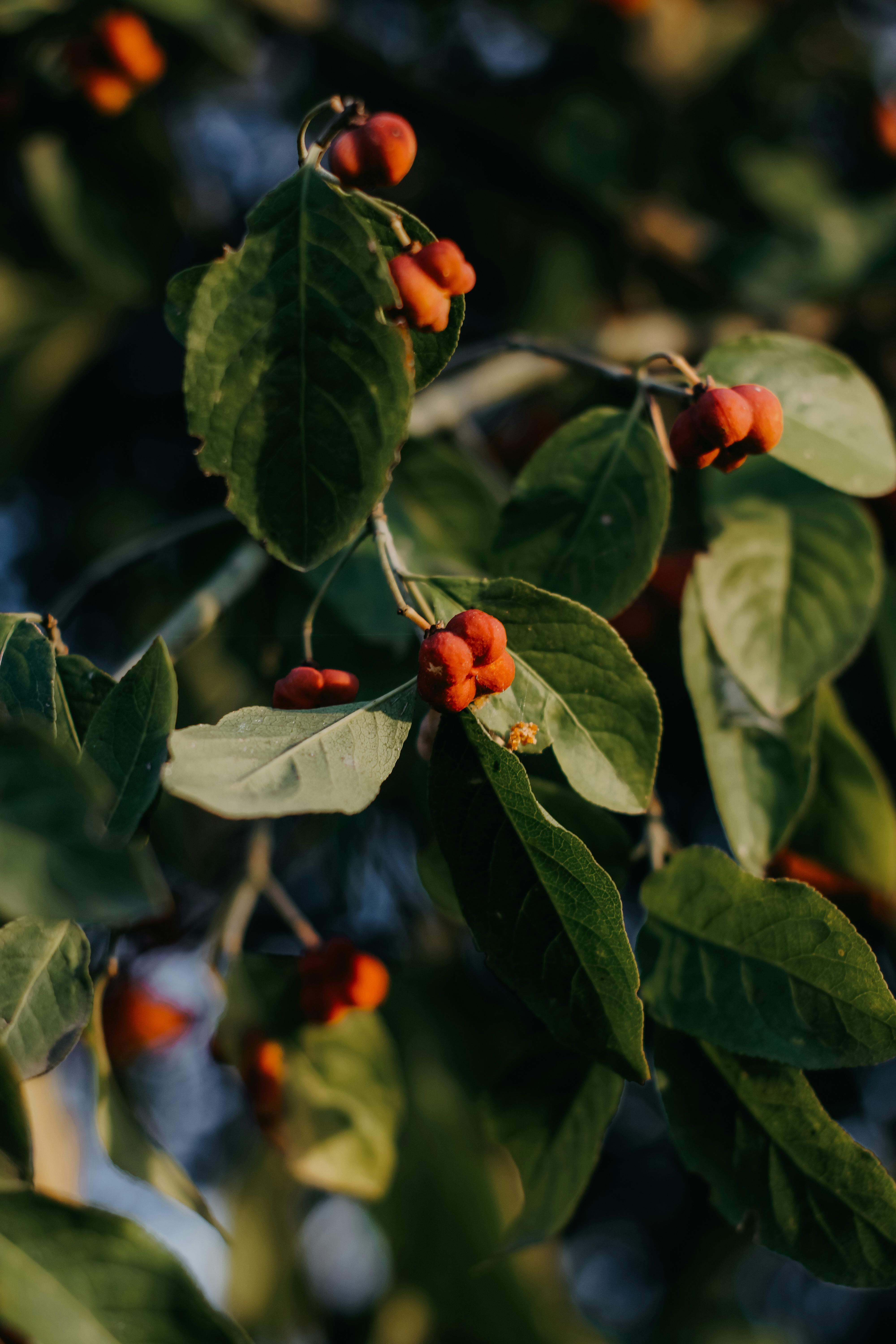 Ashvattha Tree Photos, Download The BEST Free Ashvattha Tree Stock ...