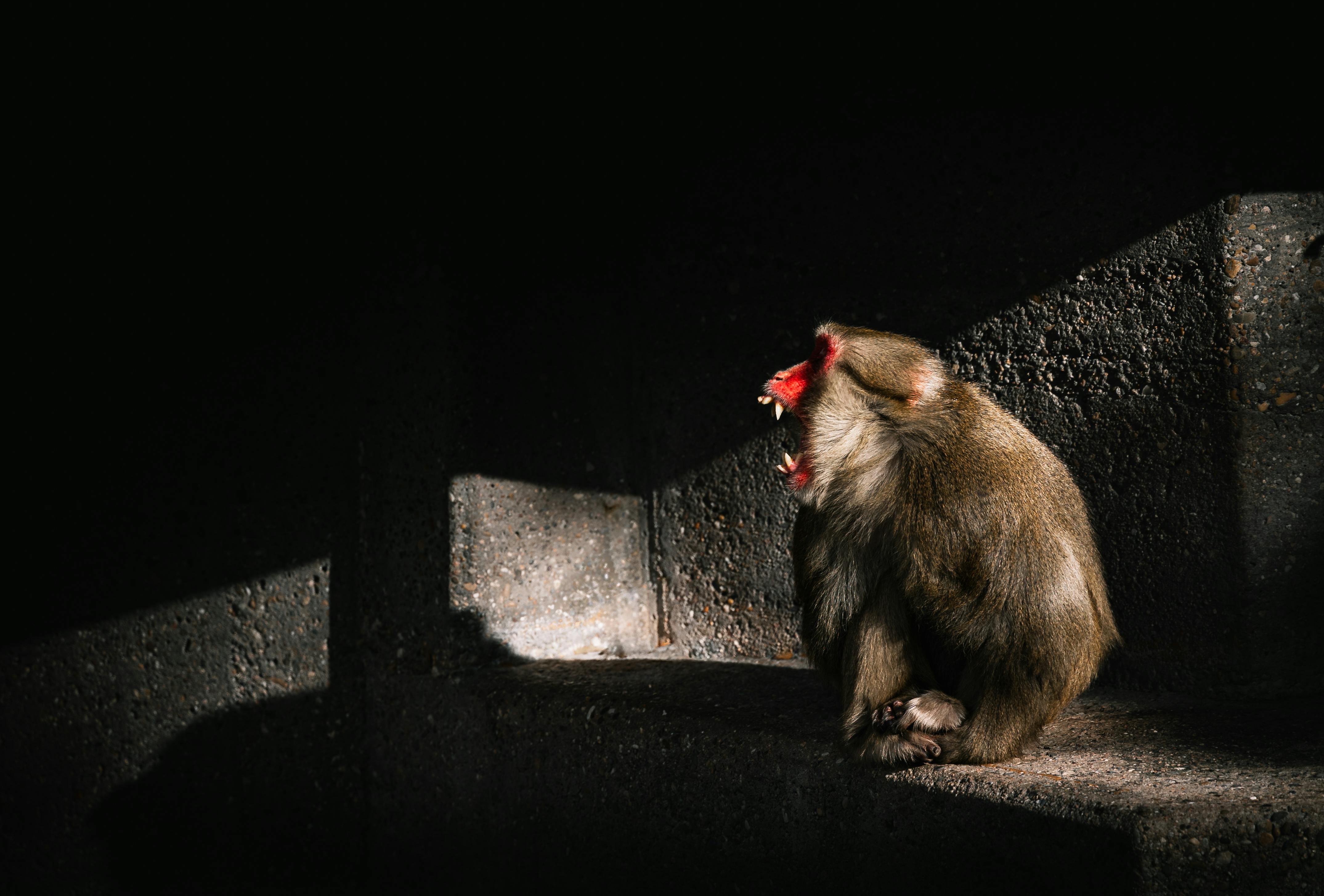 Sunlight Shadow Photos, Download The BEST Free Sunlight Shadow Stock ...