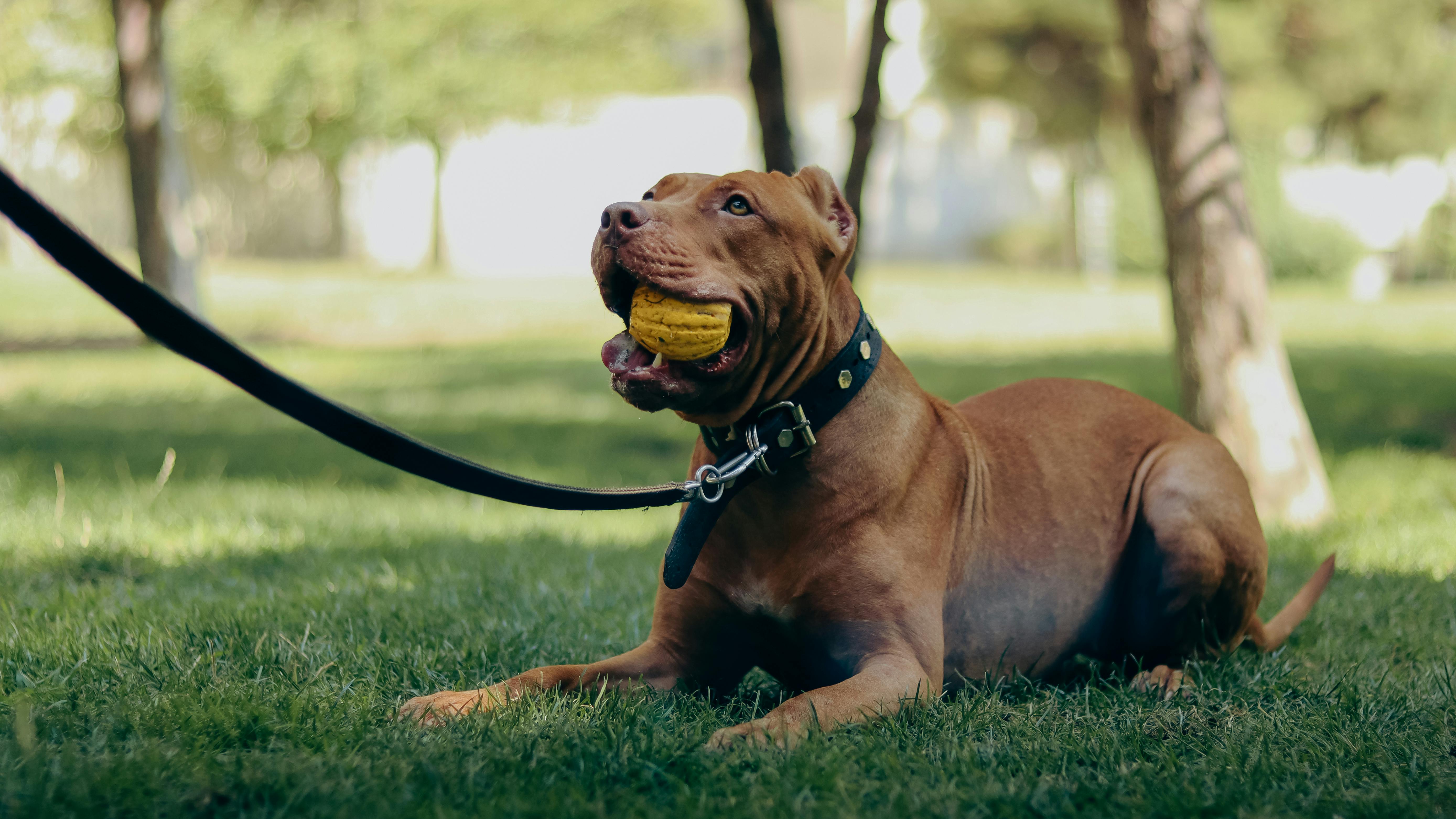 Broken Leash Photos, Download The BEST Free Broken Leash Stock Photos ...
