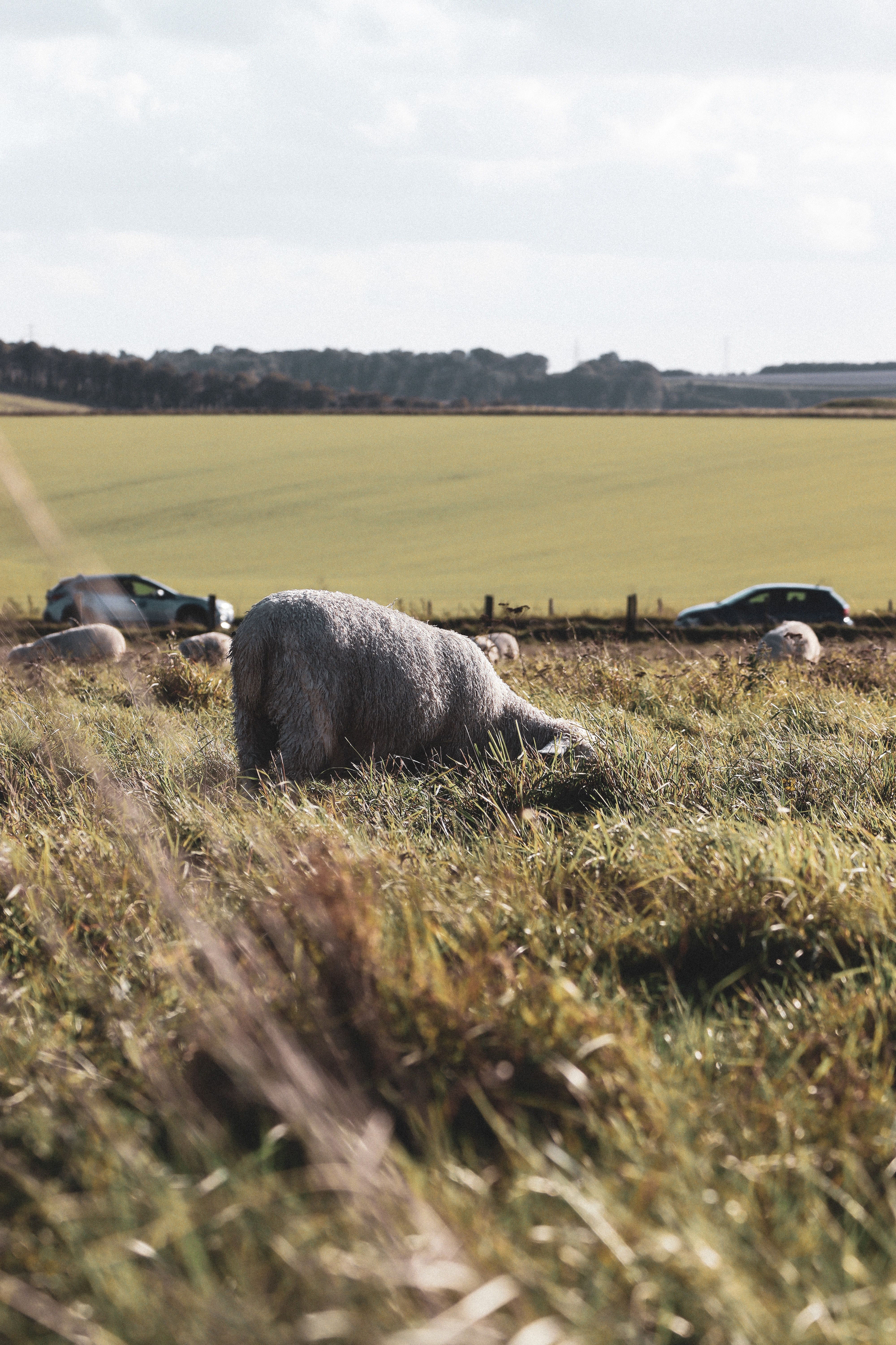 Wild mountain goats pasturing on green grass · Free Stock Photo