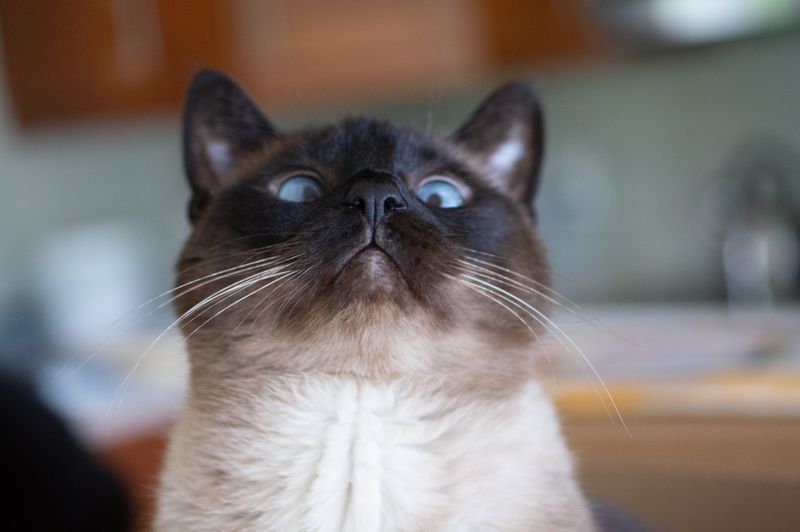 Shocked Cat Photos, Download The BEST Free Shocked Cat Stock Photos ...