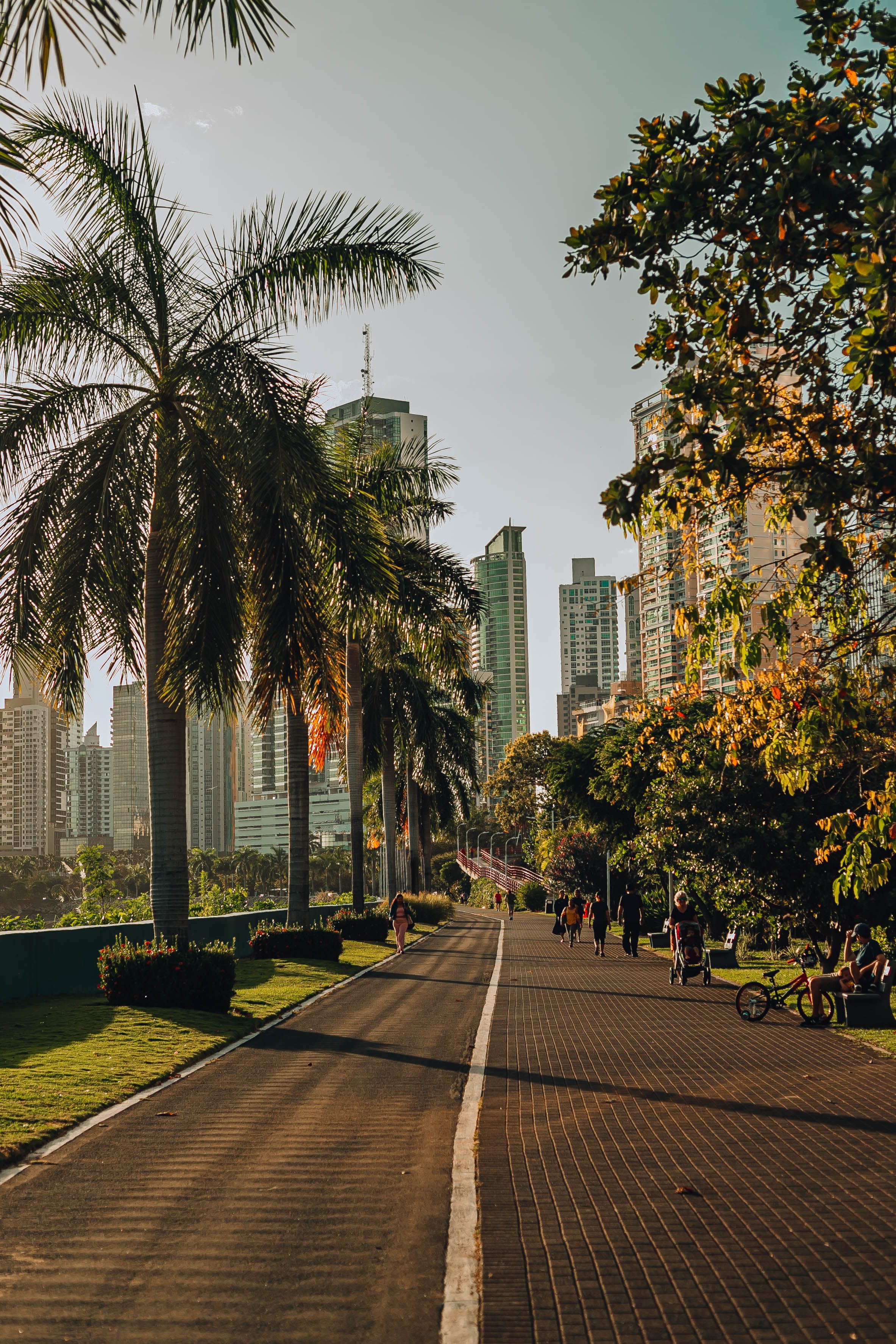 City Promenade with Palm Trees · Free Stock Photo