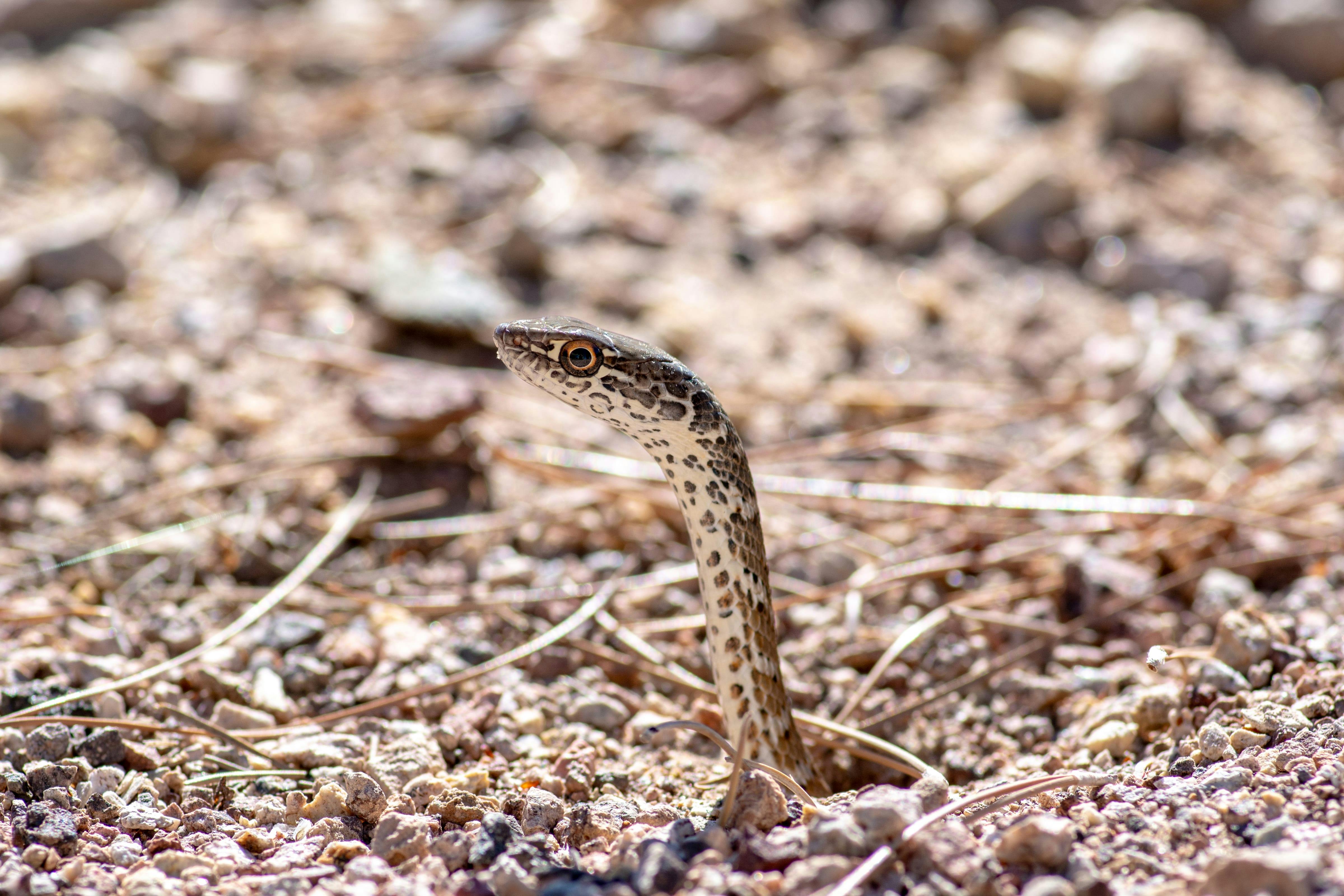 A snake is standing in the dirt · Free Stock Photo