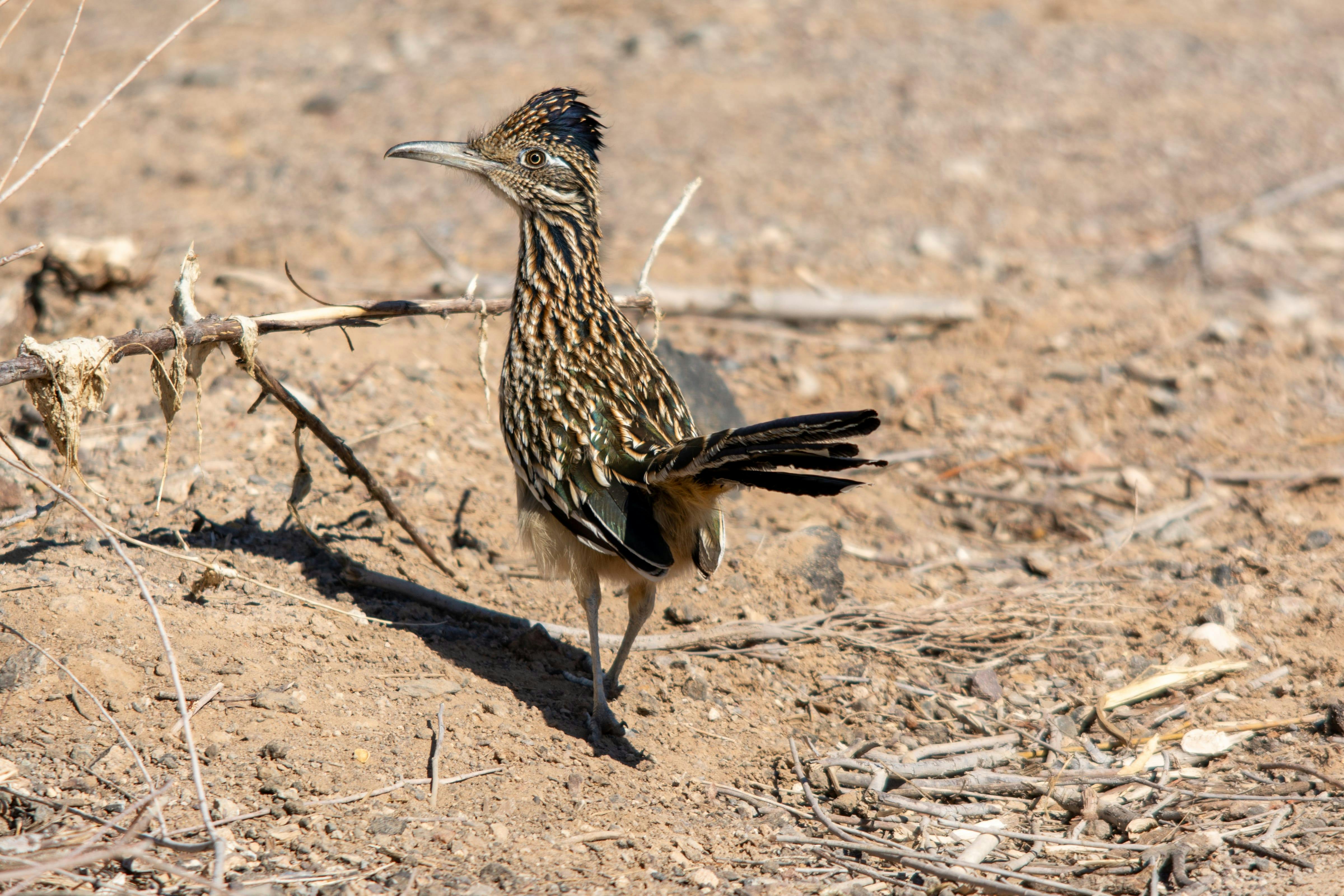 Close up of Greater Roadrunner · Free Stock Photo