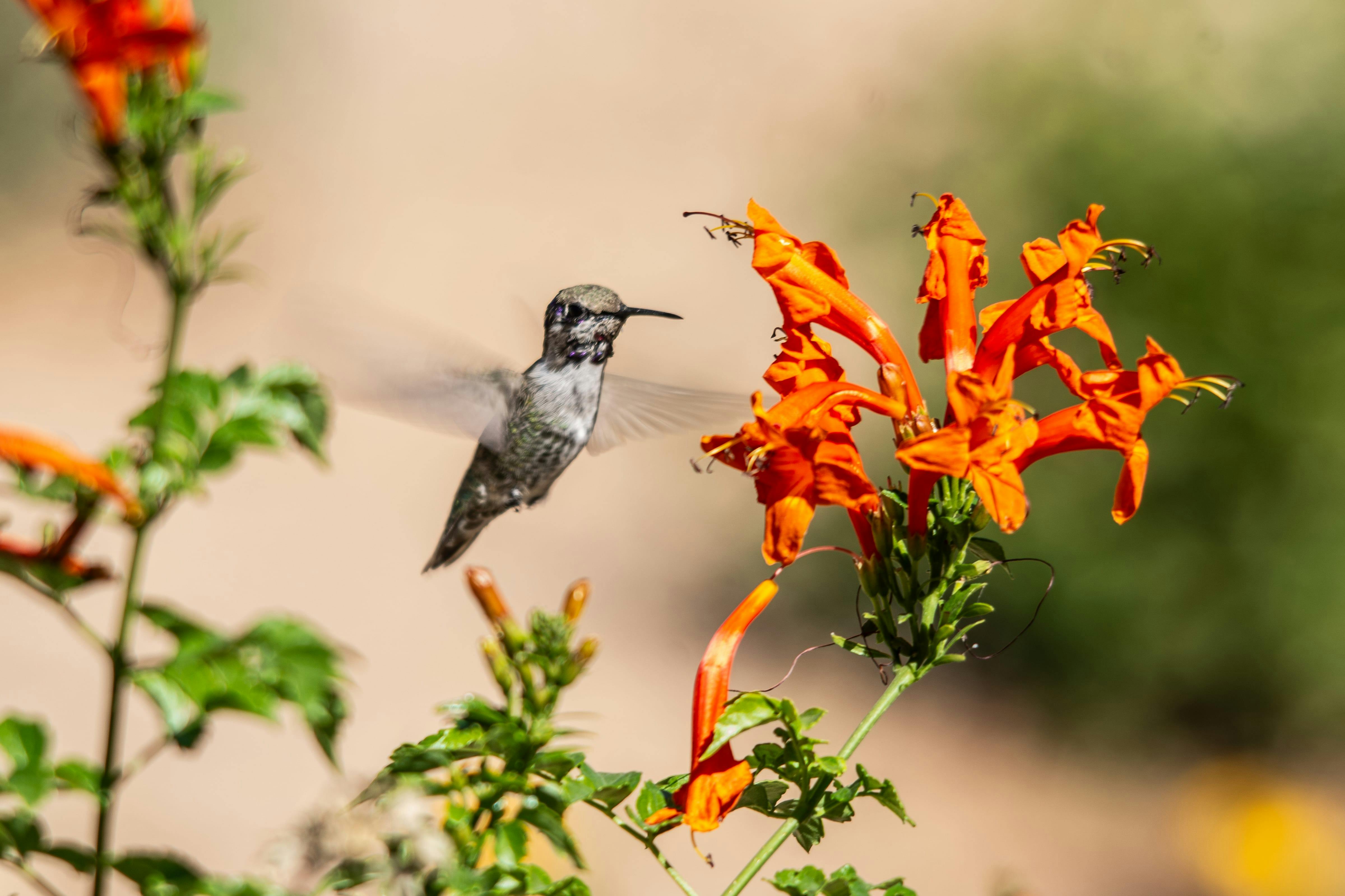 Hummingbird Flying over Flowers · Free Stock Photo
