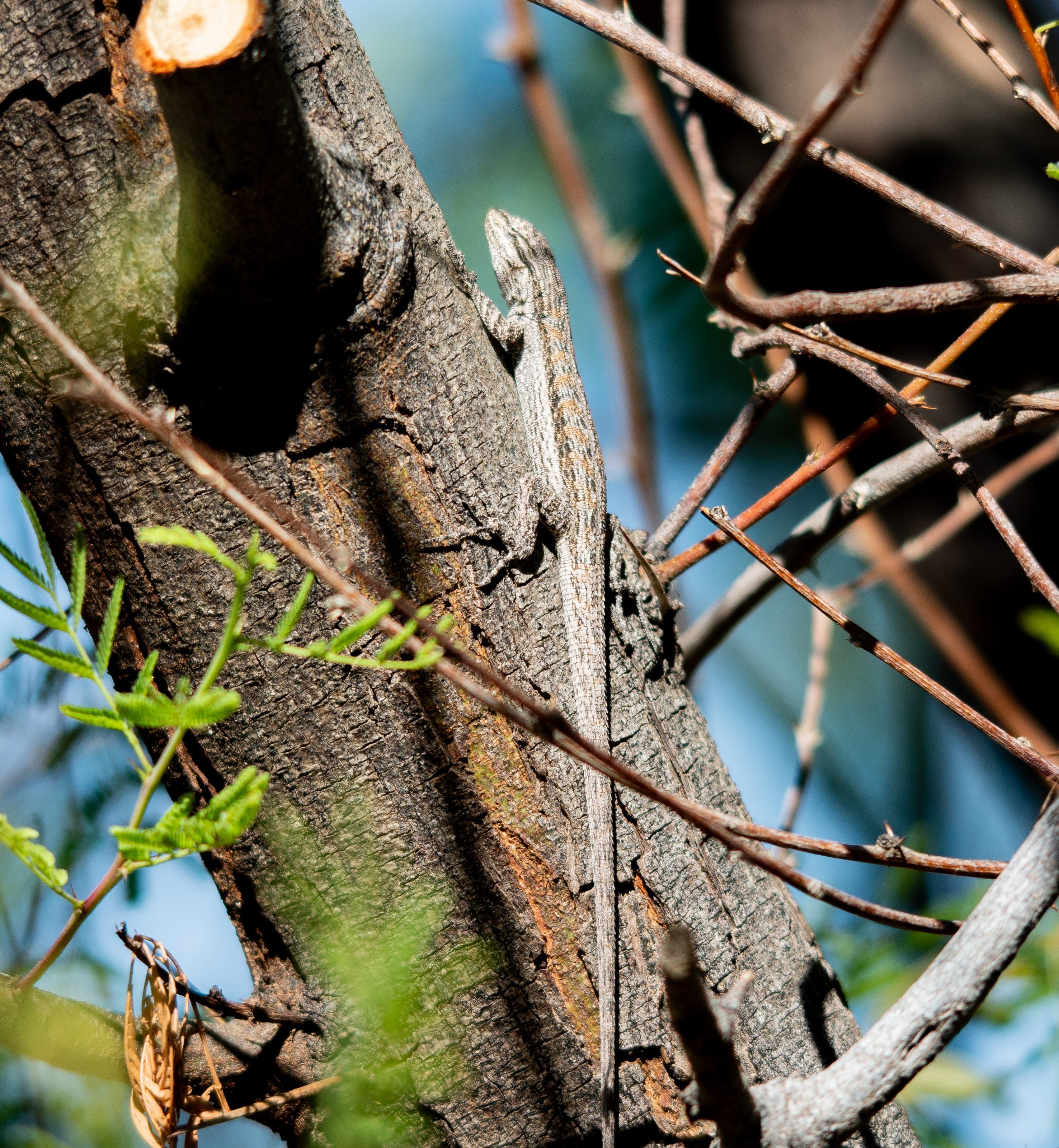A Large Banyan Tree · Free Stock Photo
