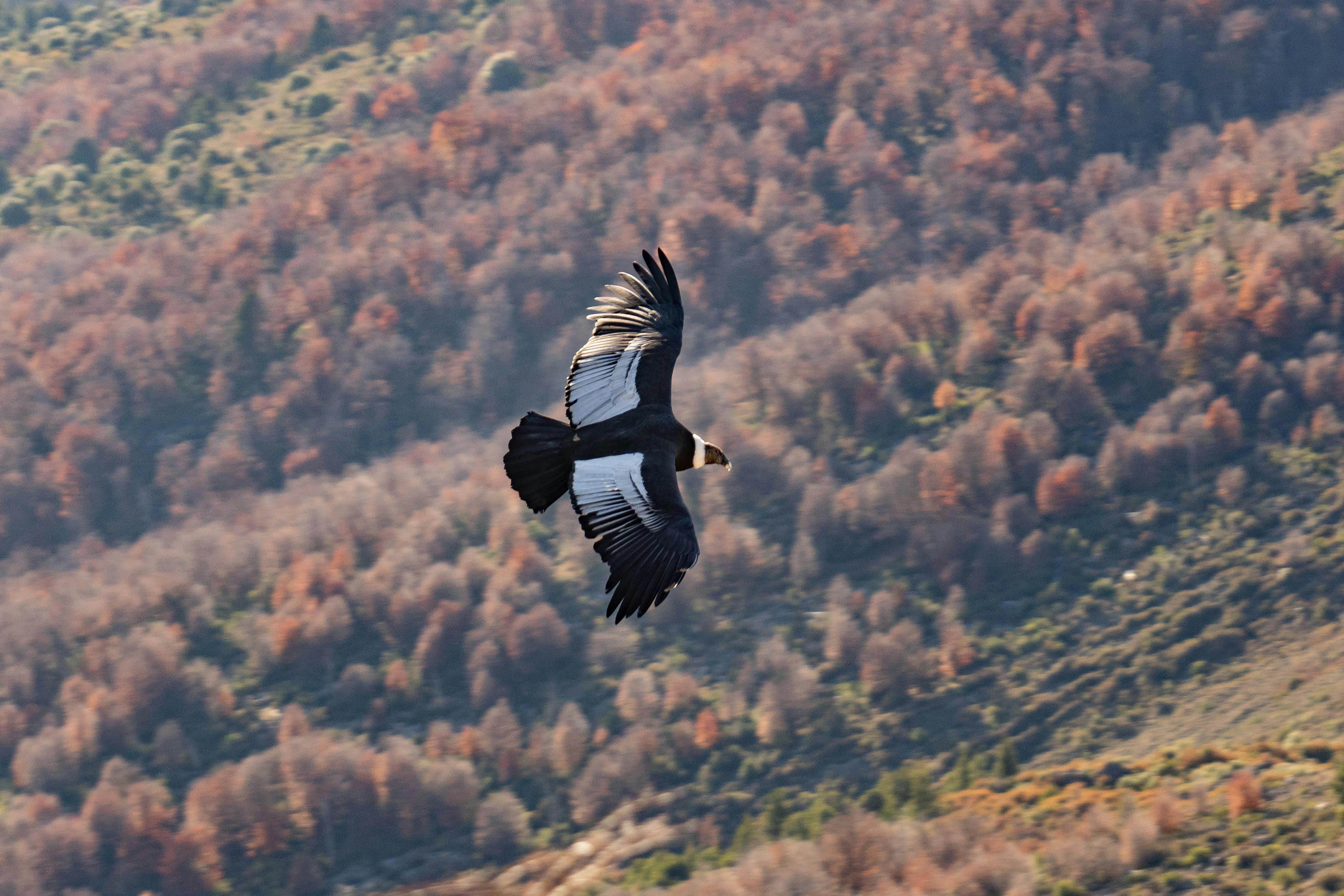 Close-up of a Flying Andean Condor above Autumnal Trees on a Hill ...
