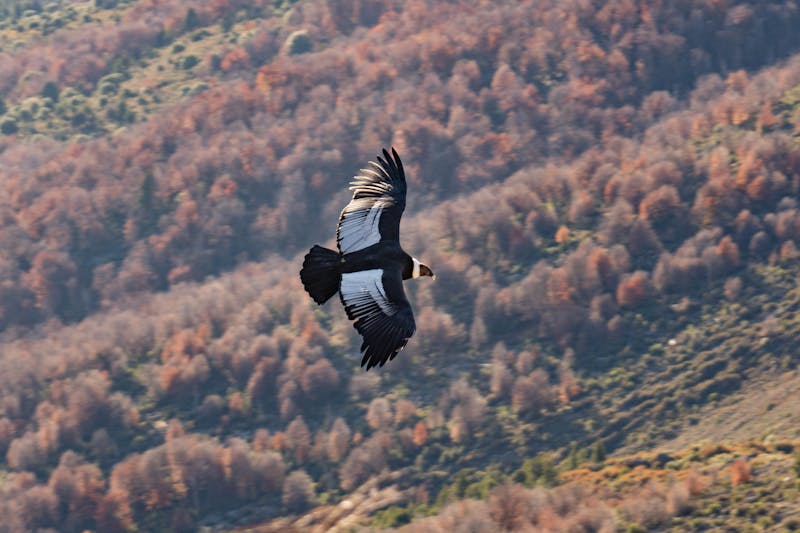 Condor Bird Photos, Download The BEST Free Condor Bird Stock Photos ...