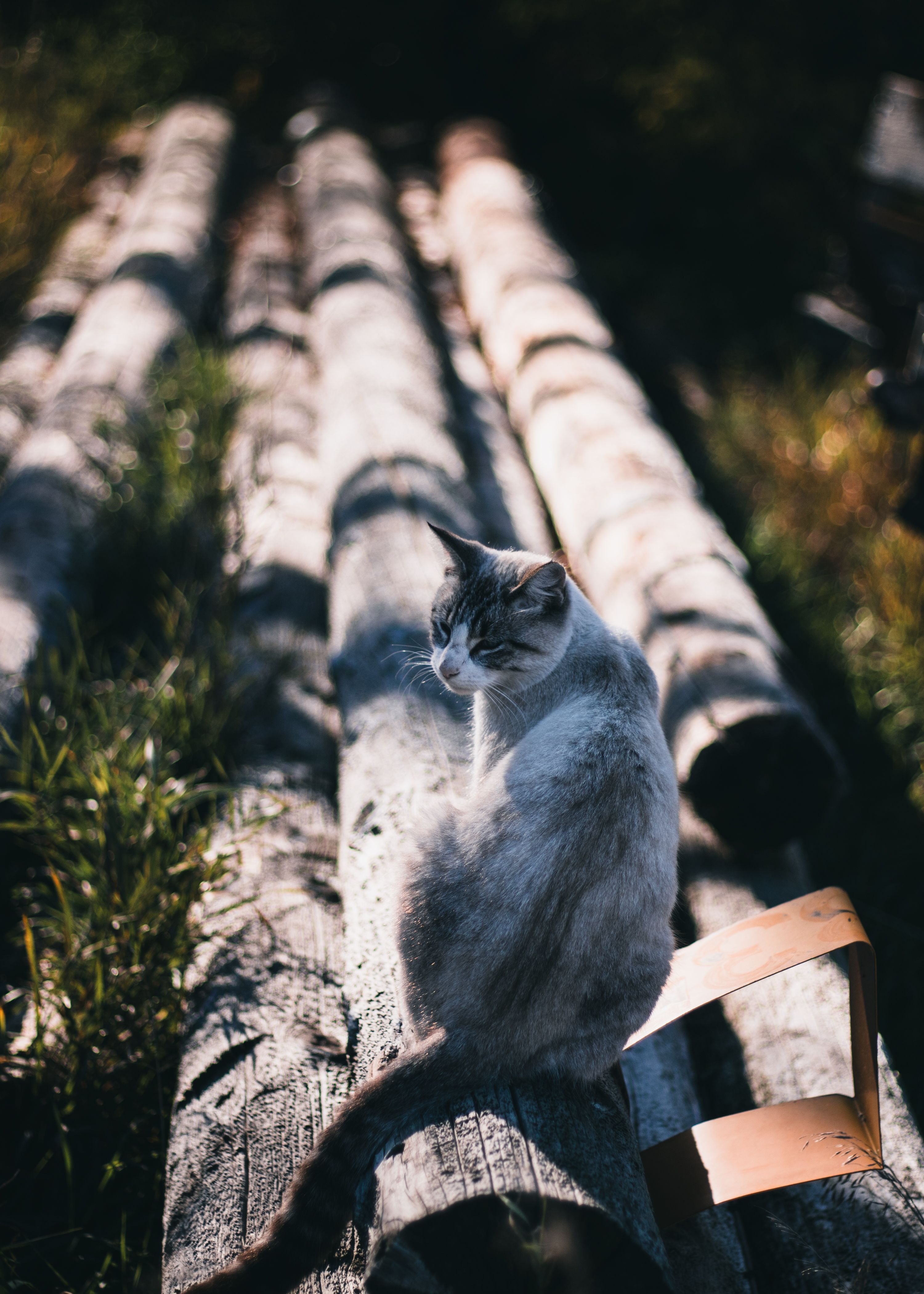 Cat Sitting on Logs · Free Stock Photo