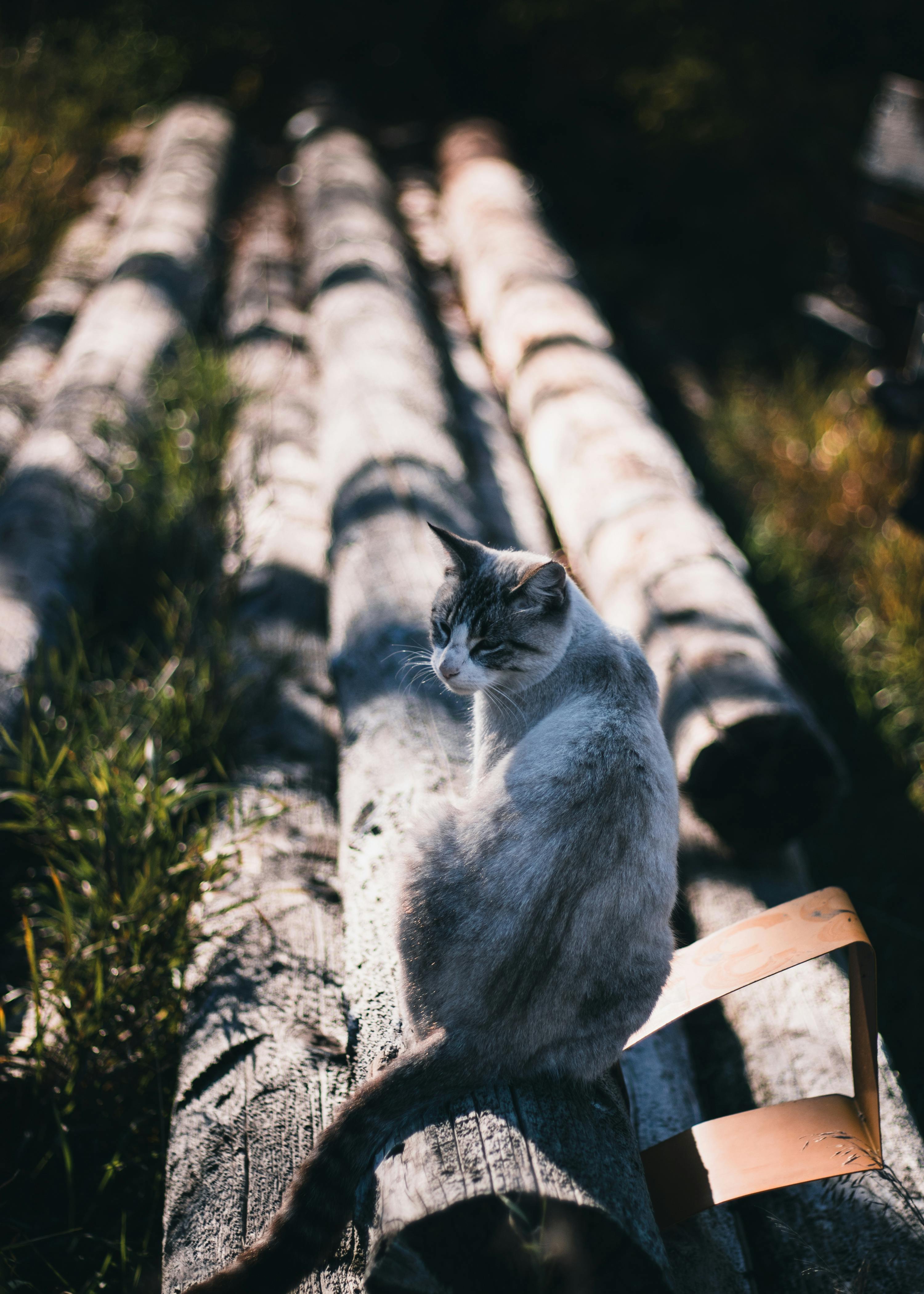 Cat In The Forest Photos, Download The BEST Free Cat In The Forest ...