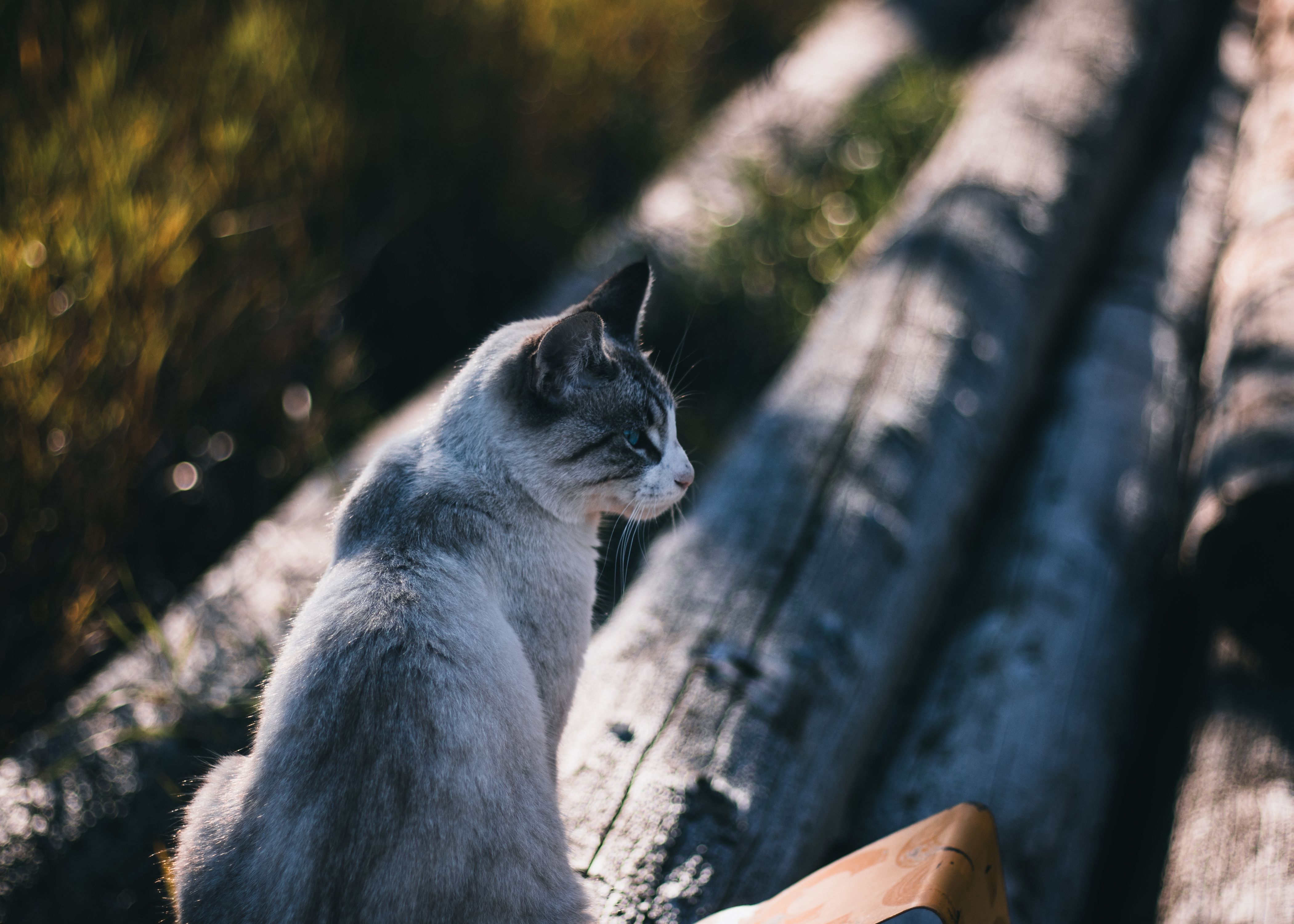 Cat Sitting on Logs · Free Stock Photo