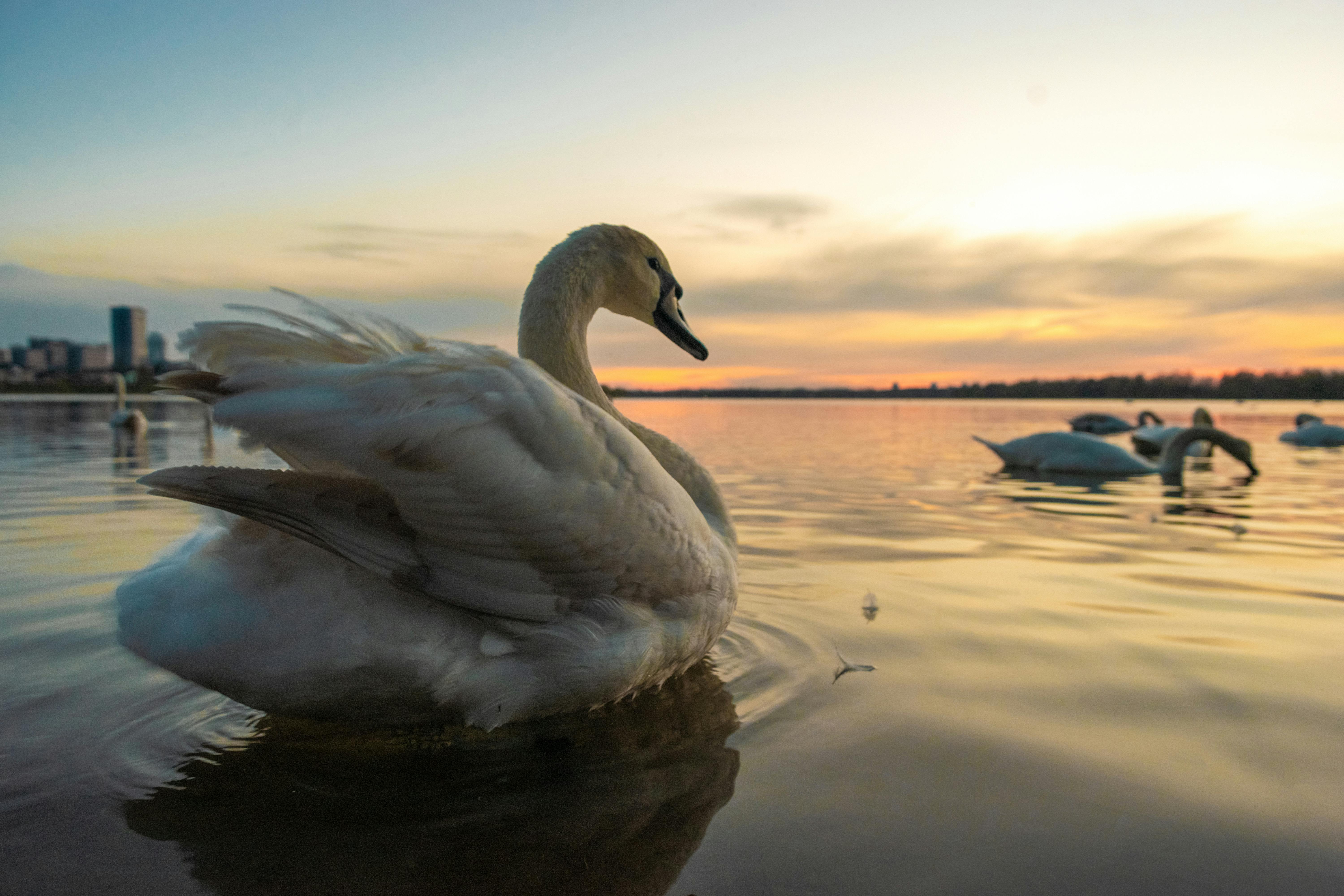 Reflection of Swan on Body of Water · Free Stock Photo
