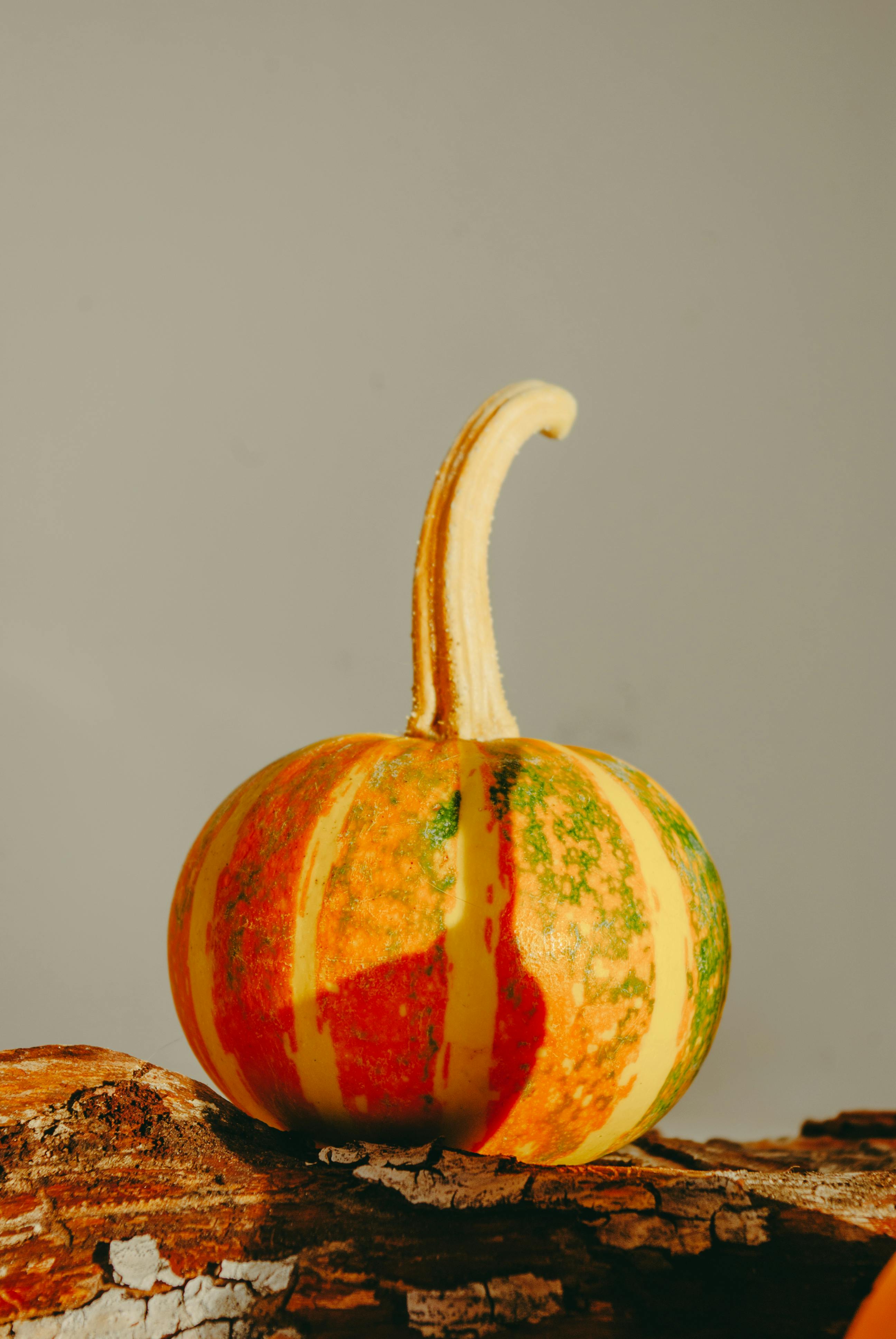 Mini Pumpkin Photos, Download The BEST Free Mini Pumpkin Stock Photos ...