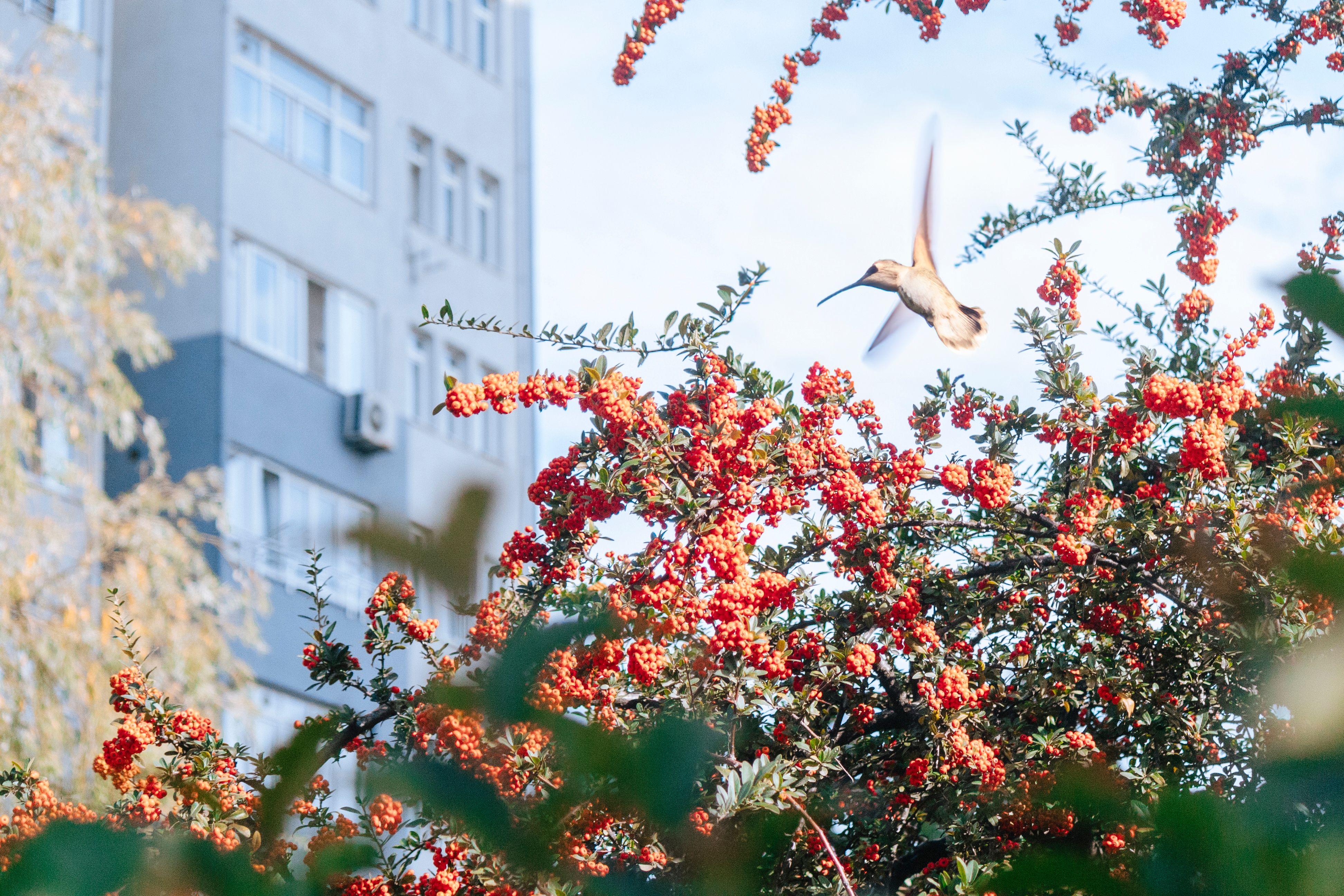 A Humming Bird Flying over a Mountain Ash Tree · Free Stock Photo