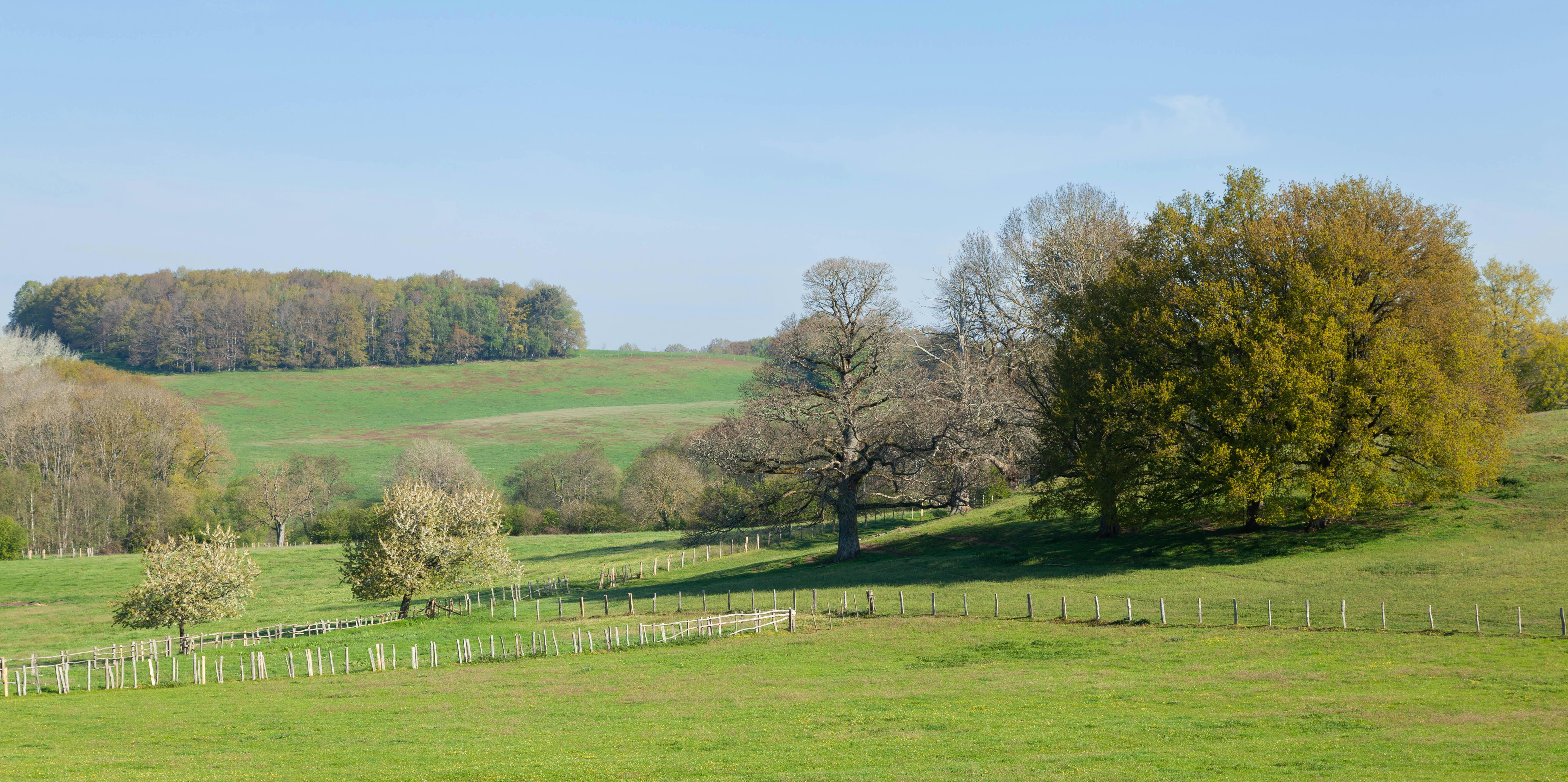 Huge Tree in Countryside · Free Stock Photo