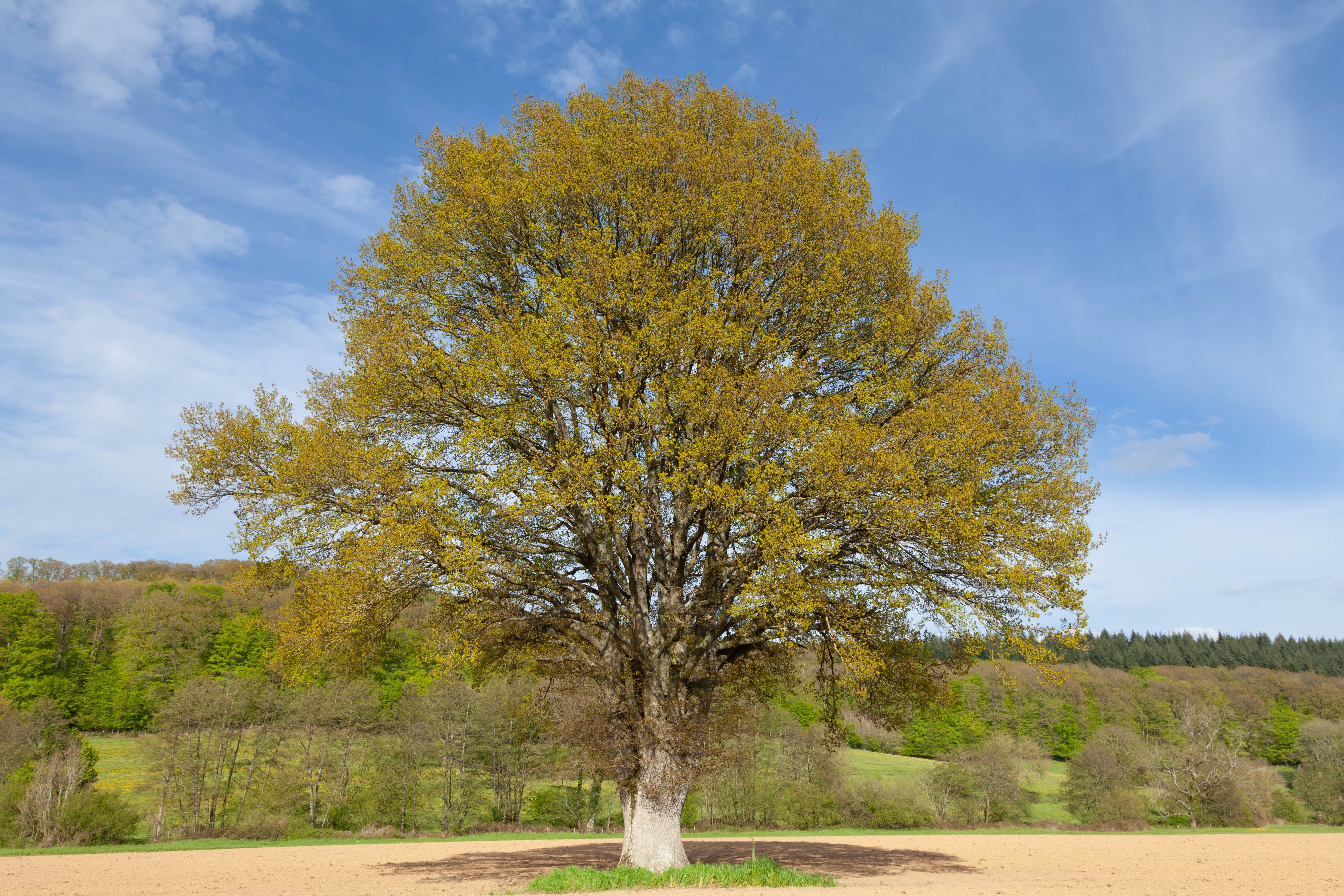 A Large Green Tree under Blue Sky in the Countryside · Free Stock Photo