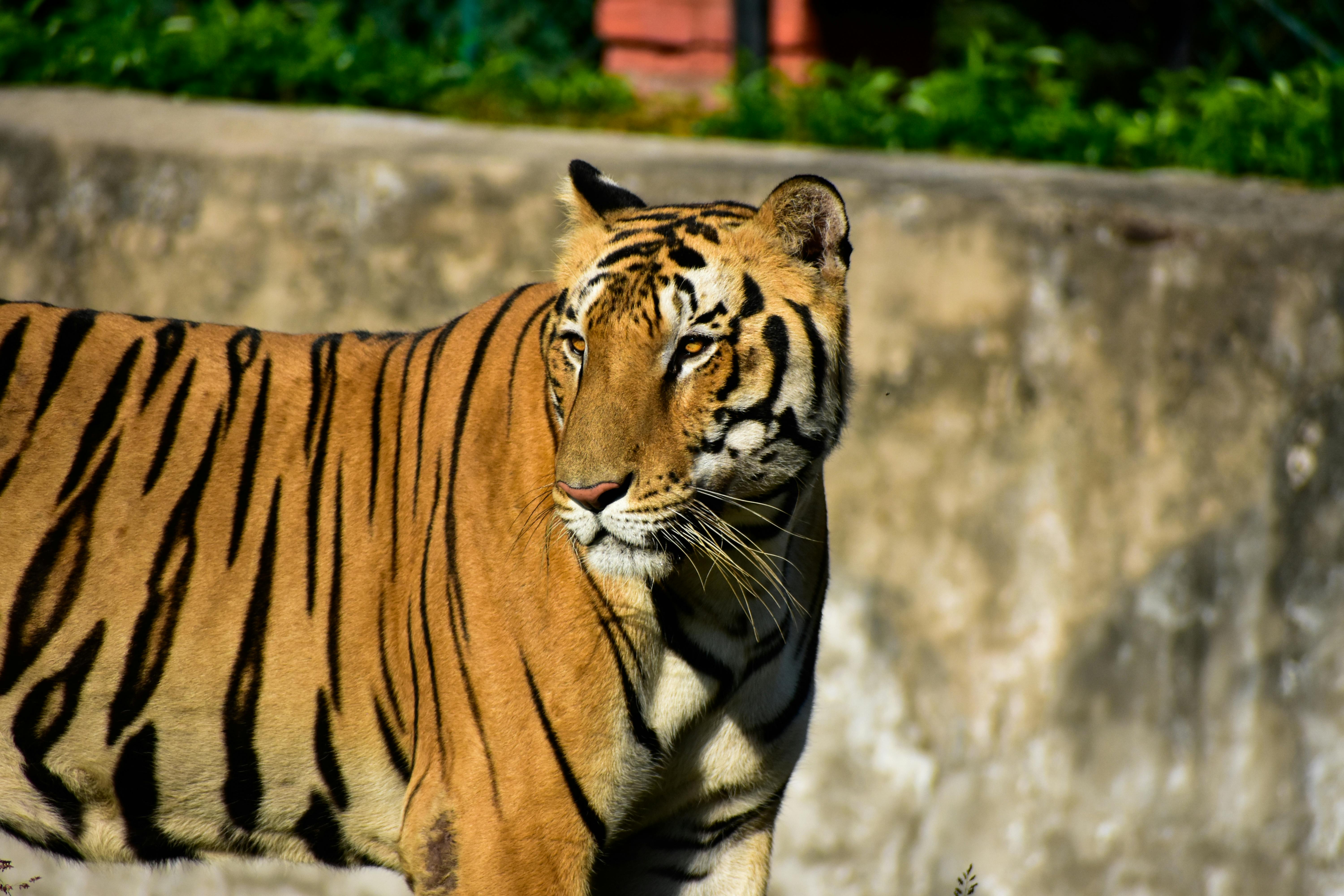 Tiger at the Zoo · Free Stock Photo