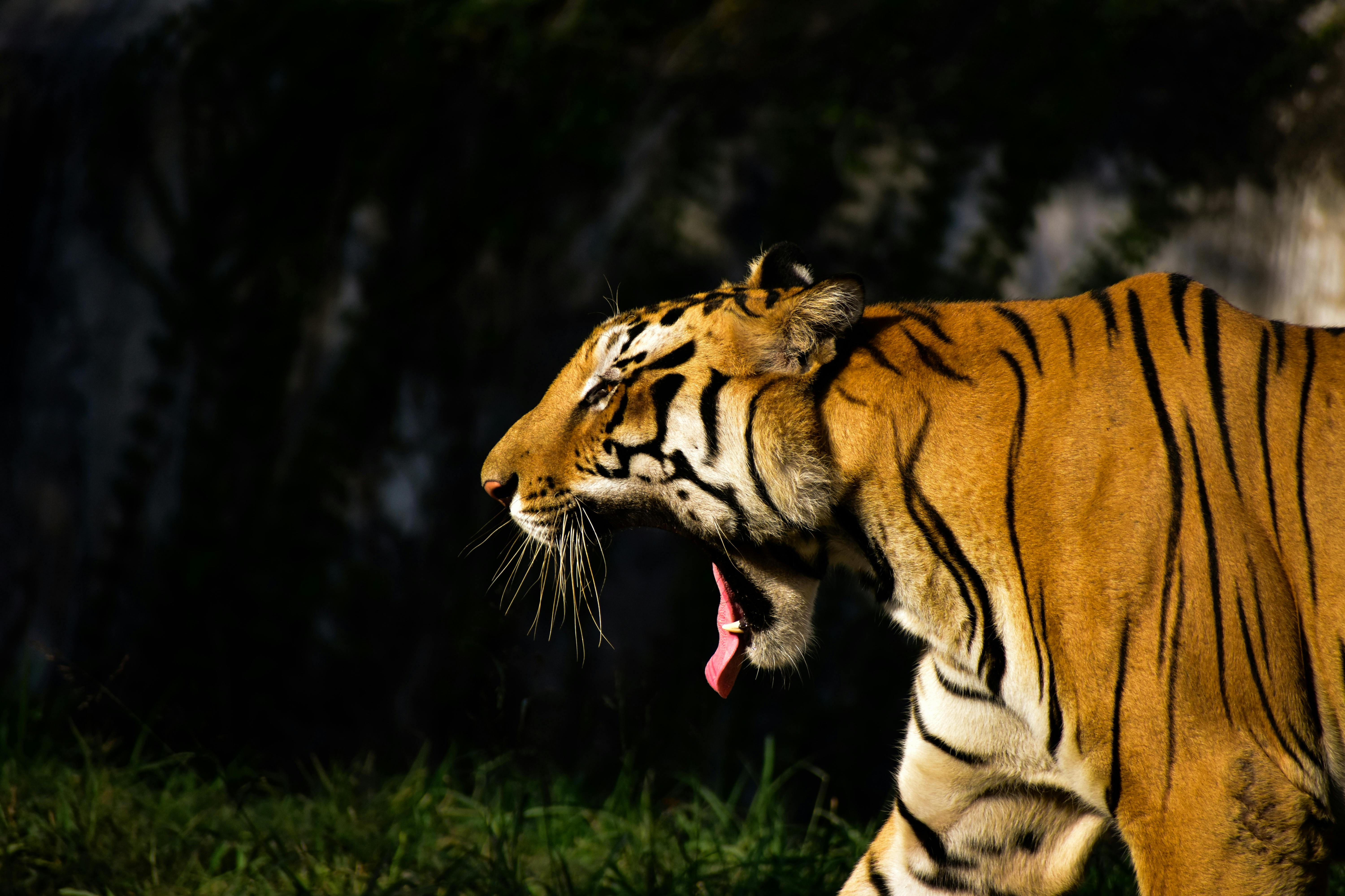 View of a Yawning Tiger · Free Stock Photo