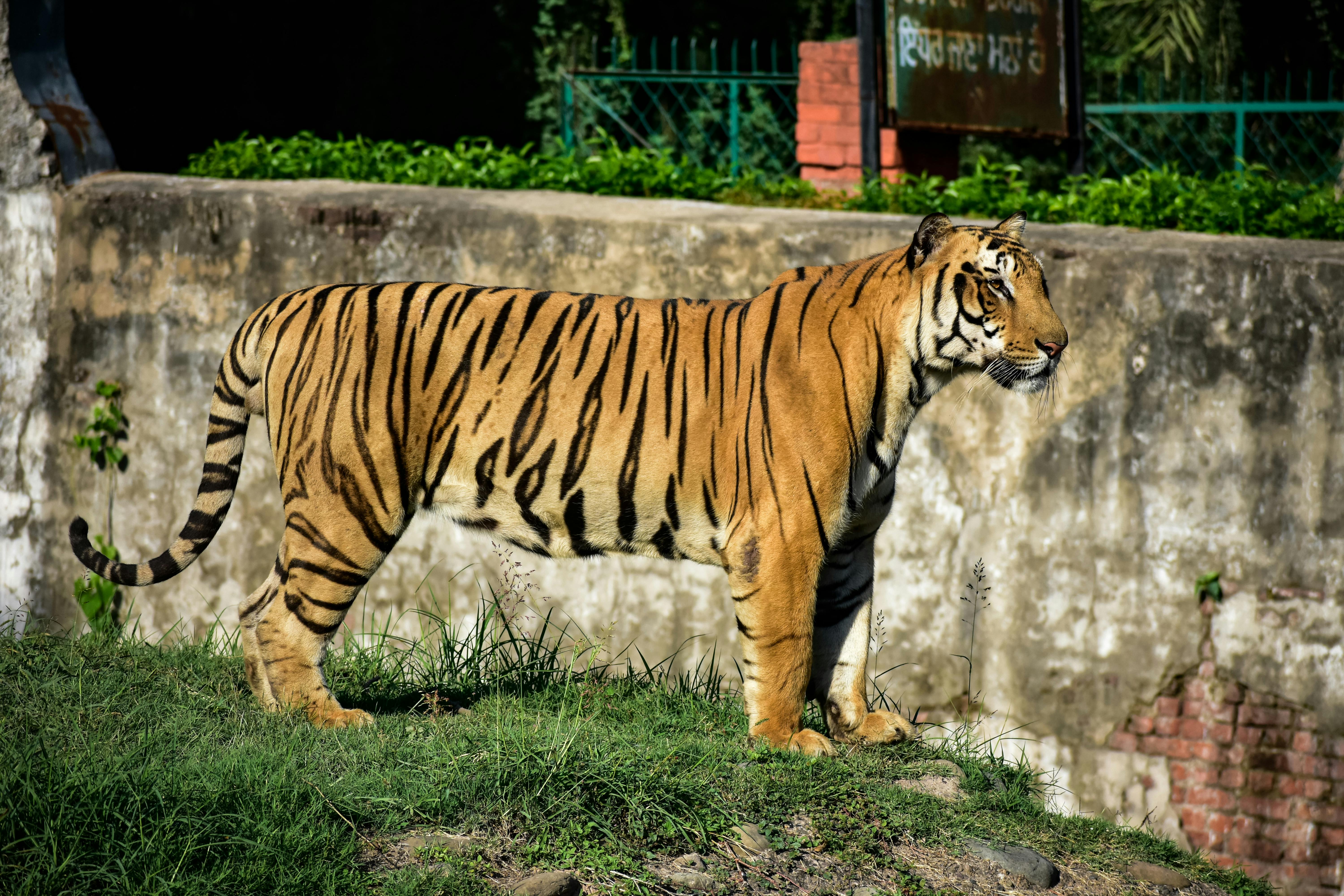 Tiger in Green Grass Near the Tree during Daytime · Free Stock Photo