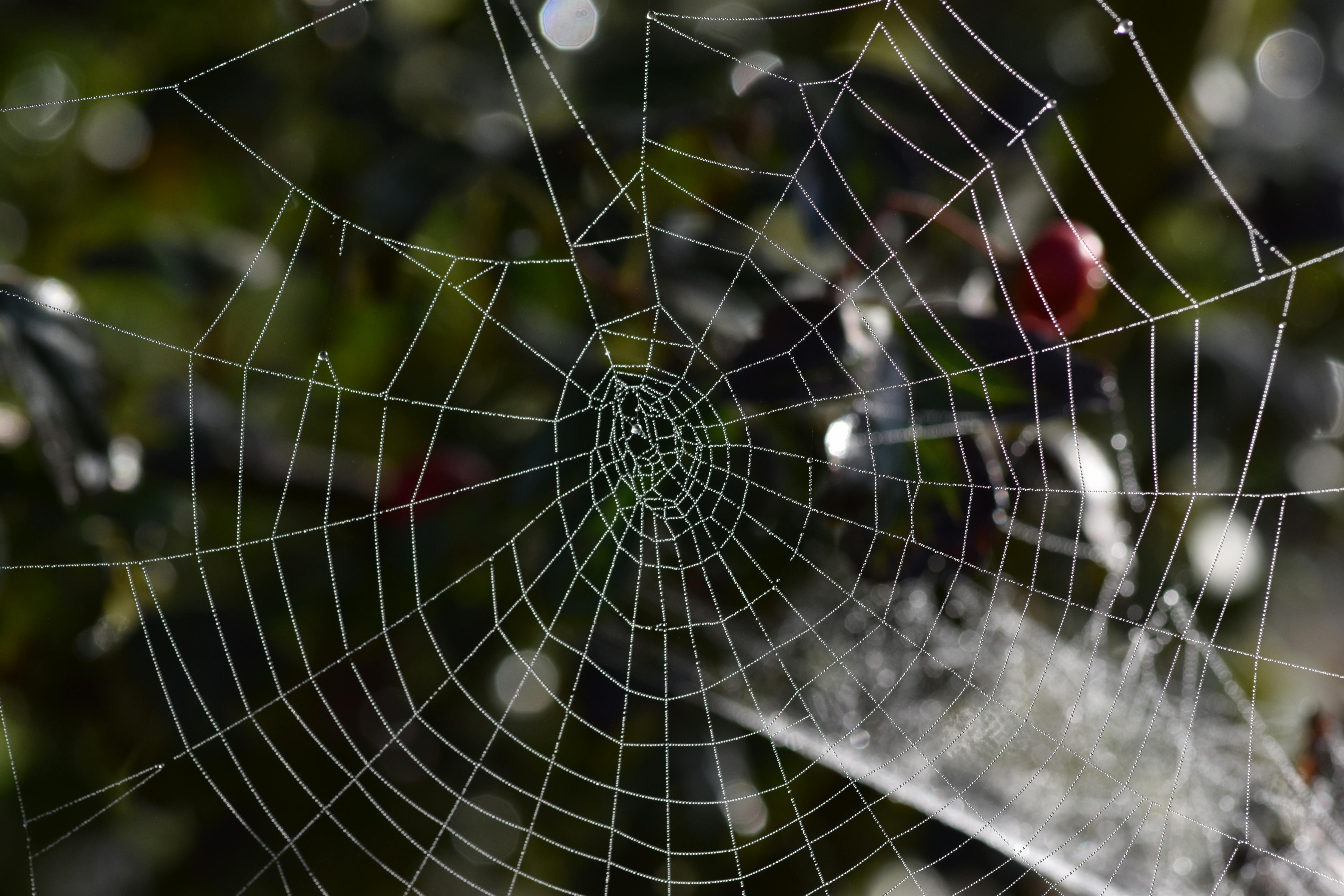 Spider Web · Free Stock Photo
