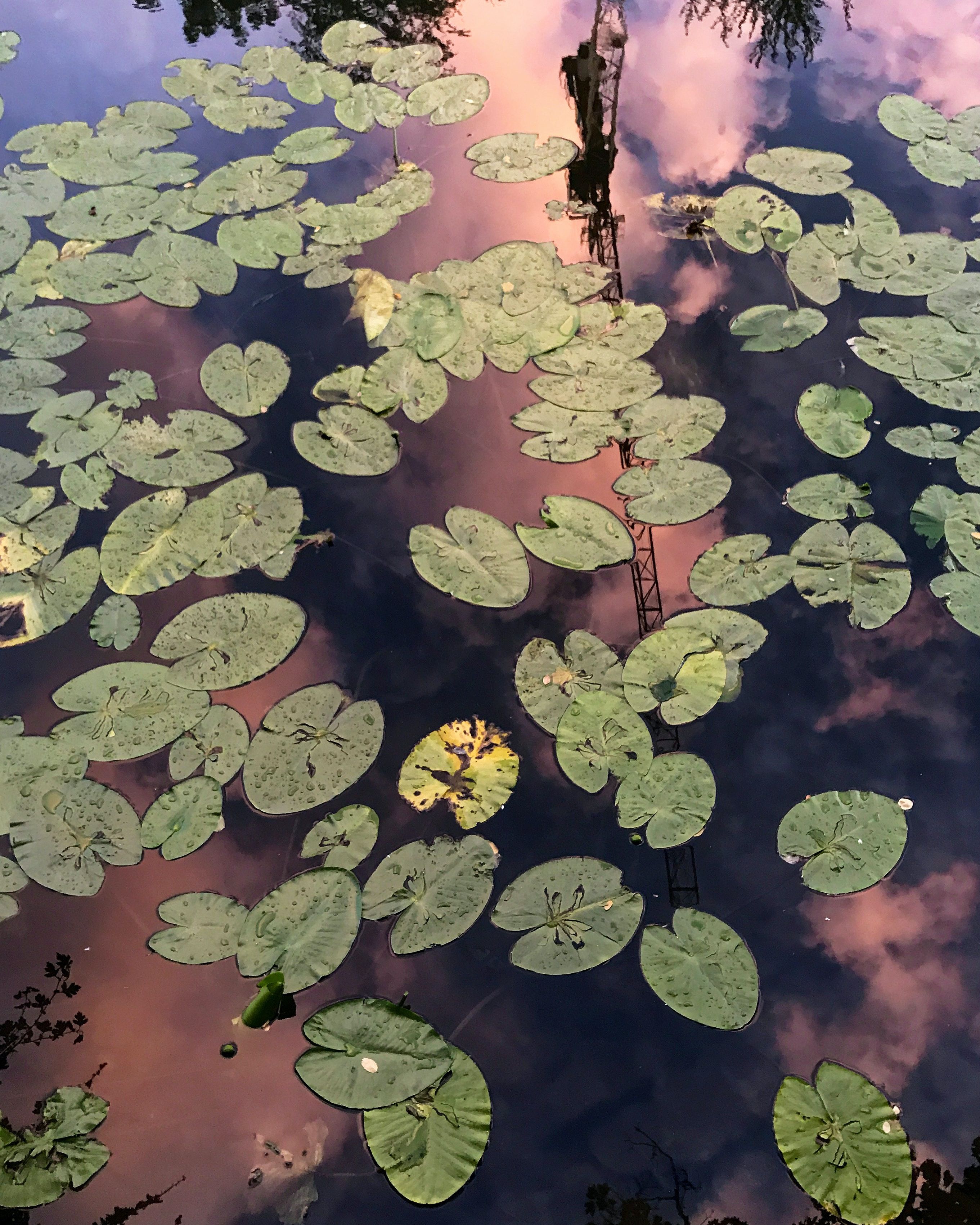 Leaves in a Stream · Free Stock Photo